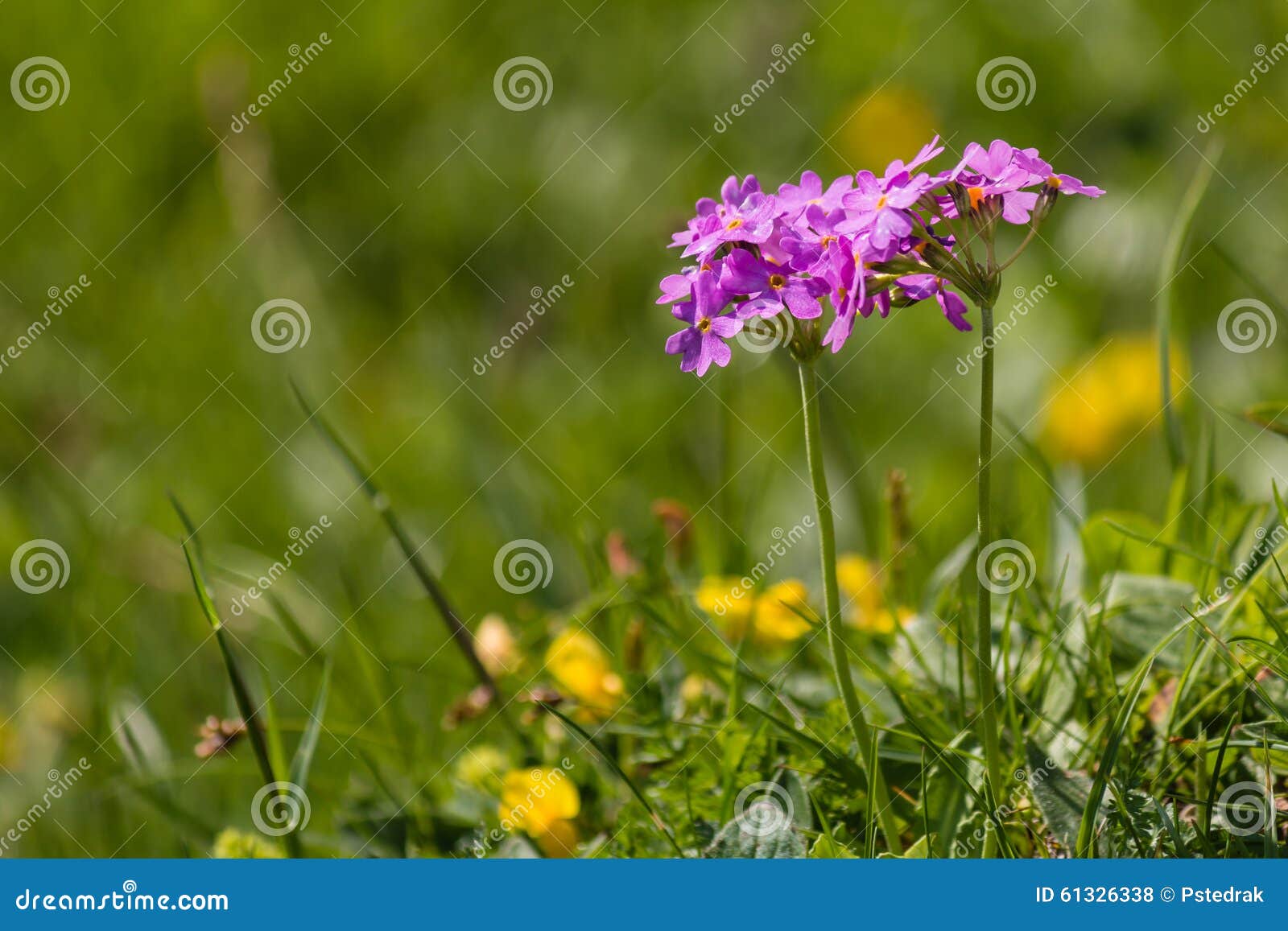 Alpine primrose flowers stock photo. Image of violet - 61326338
