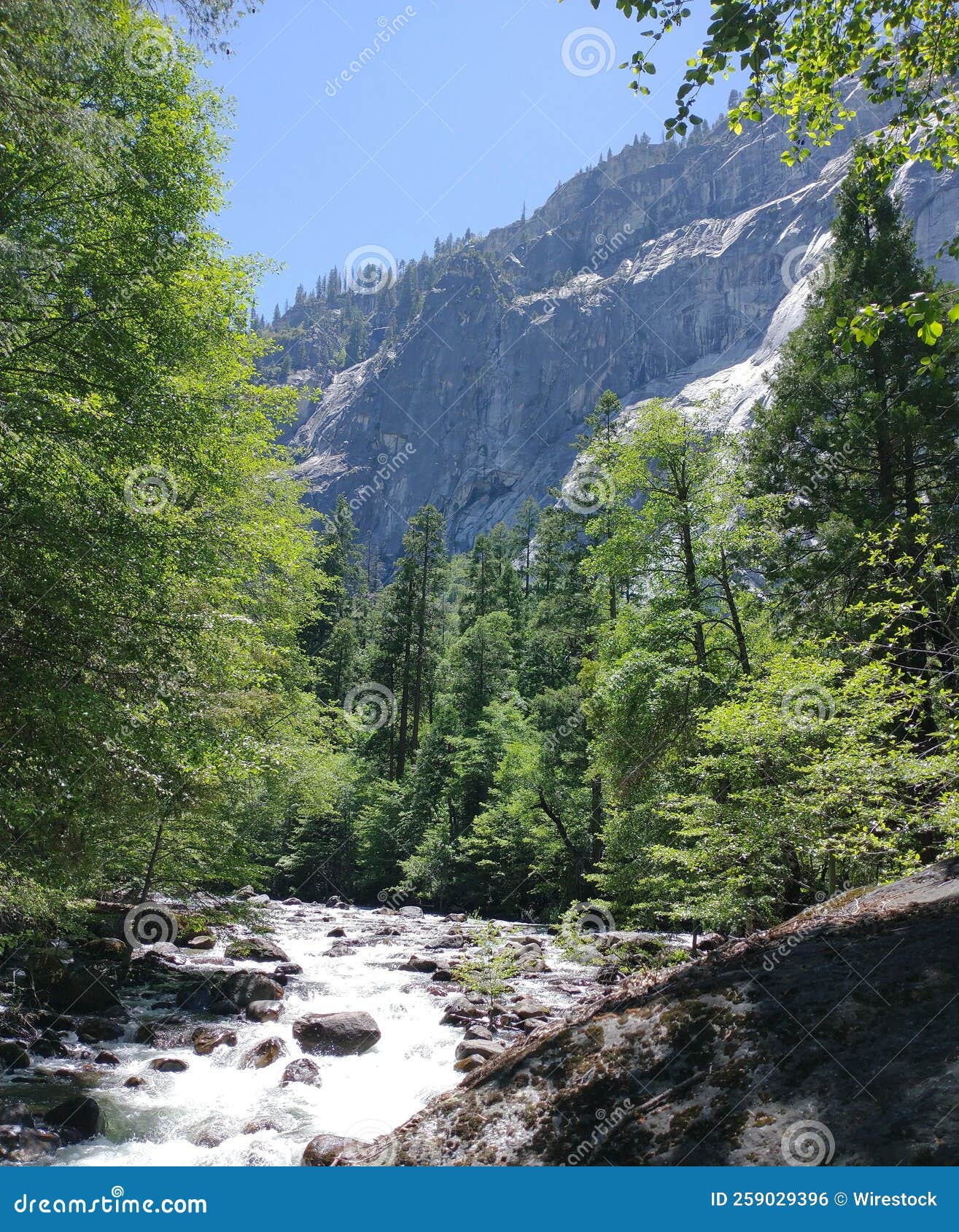 Alpine River Flowing through Forest Stock Photo - Image of environment ...