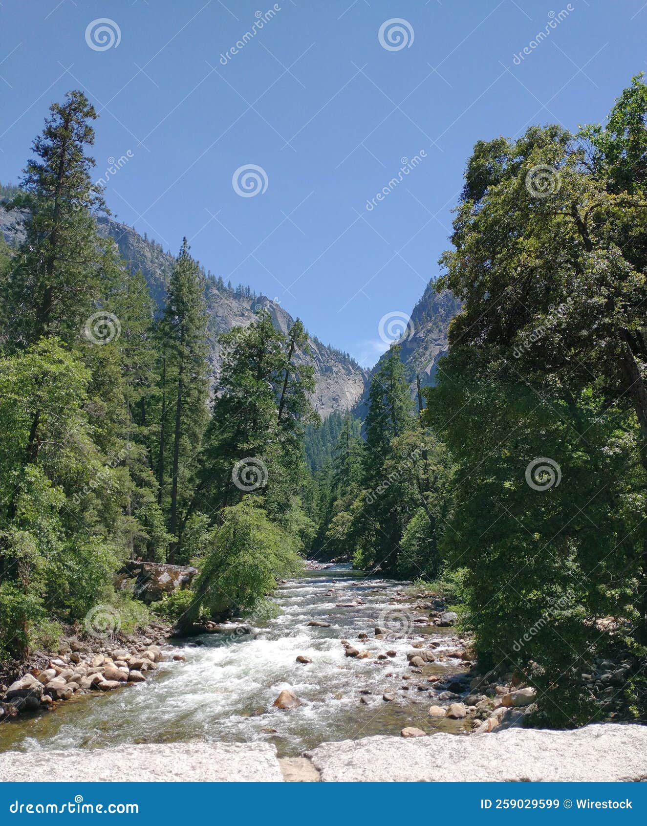 Alpine River Flowing through Forest Stock Image - Image of trees ...