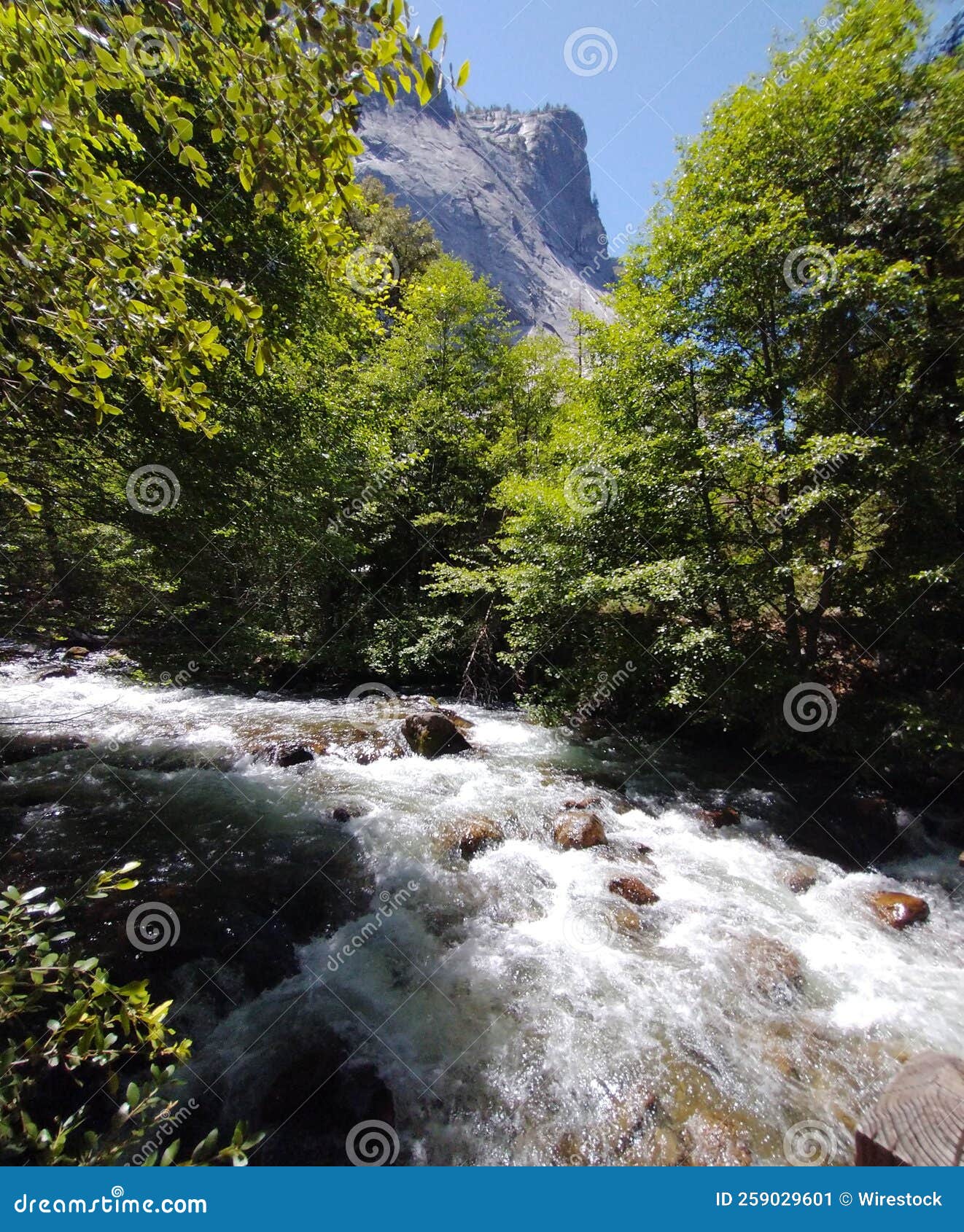 Alpine River Flowing through Forest Stock Image - Image of water ...