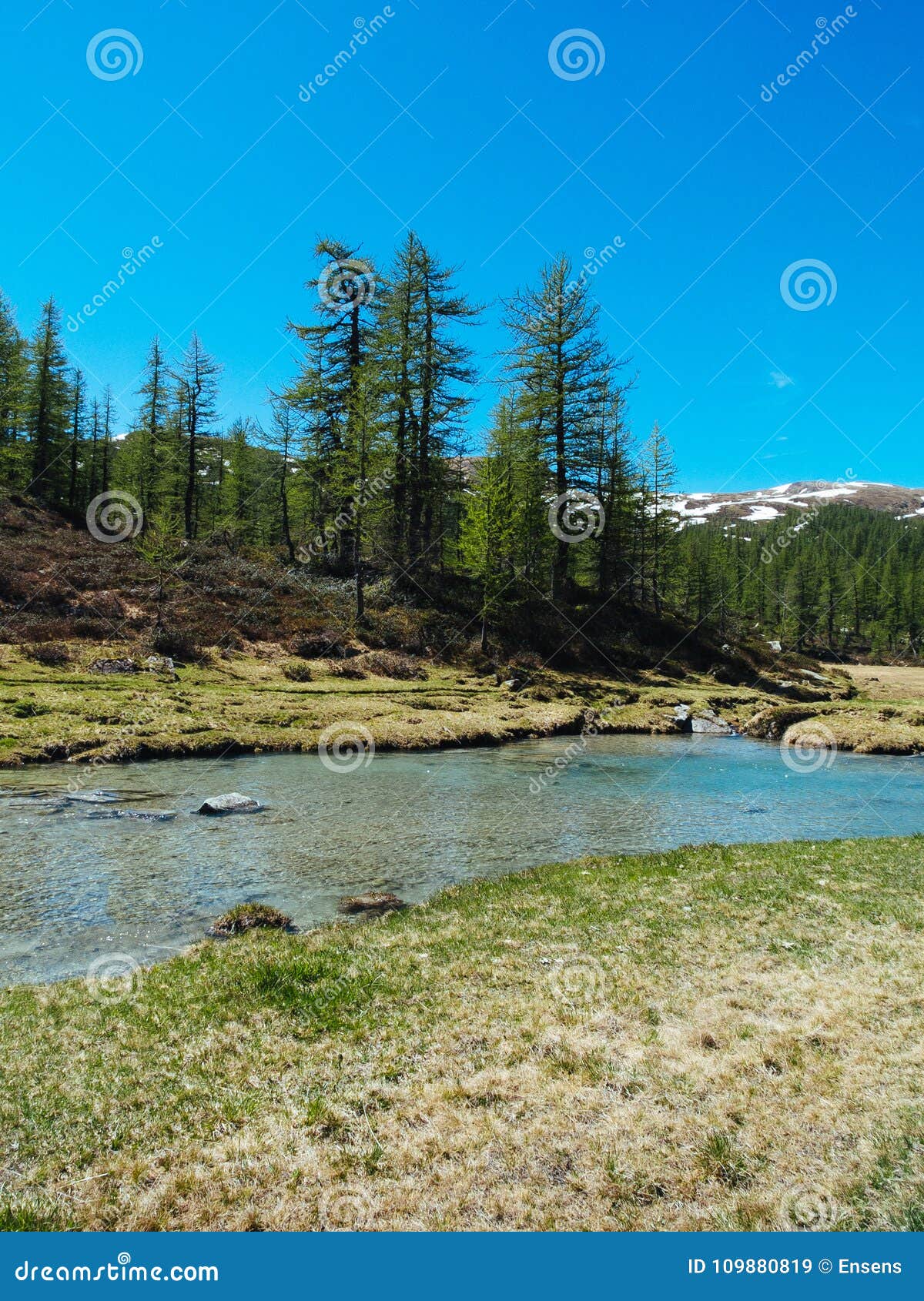 Alpine River Stream Flowing among Alpine Meadows of the Devero a Stock ...