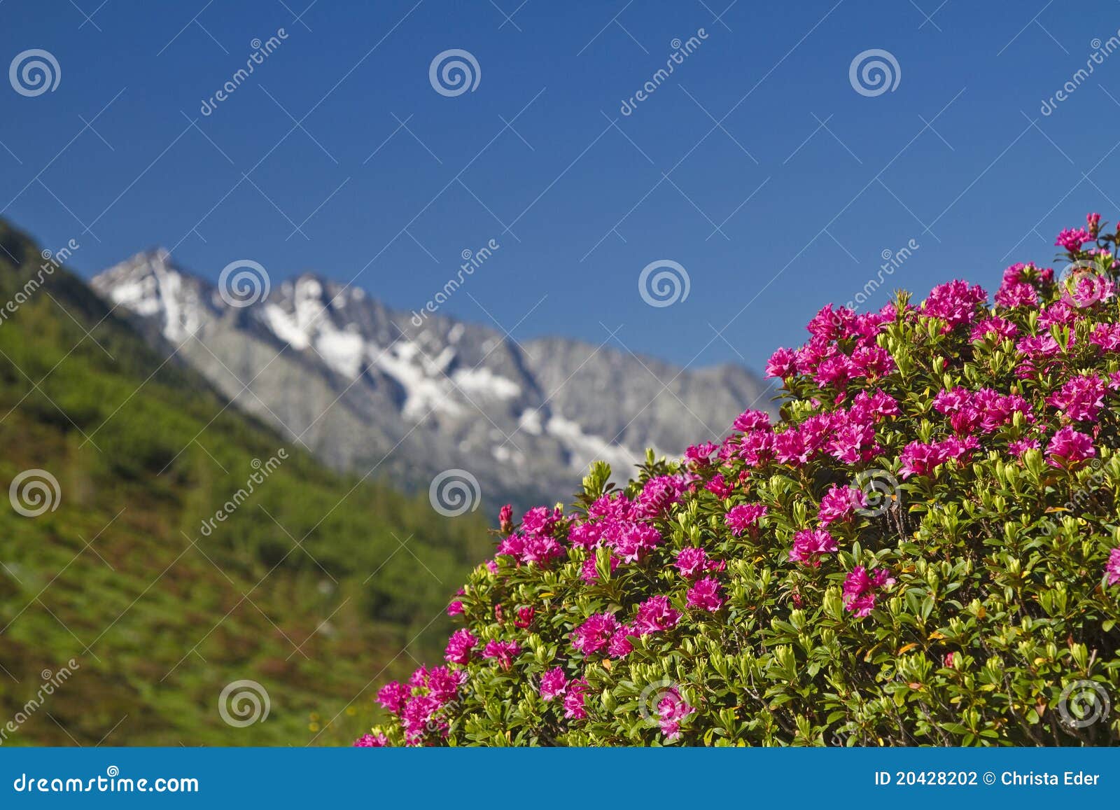 Alpine rose stock photo. Image of nature, recover, tyrol - 20428202