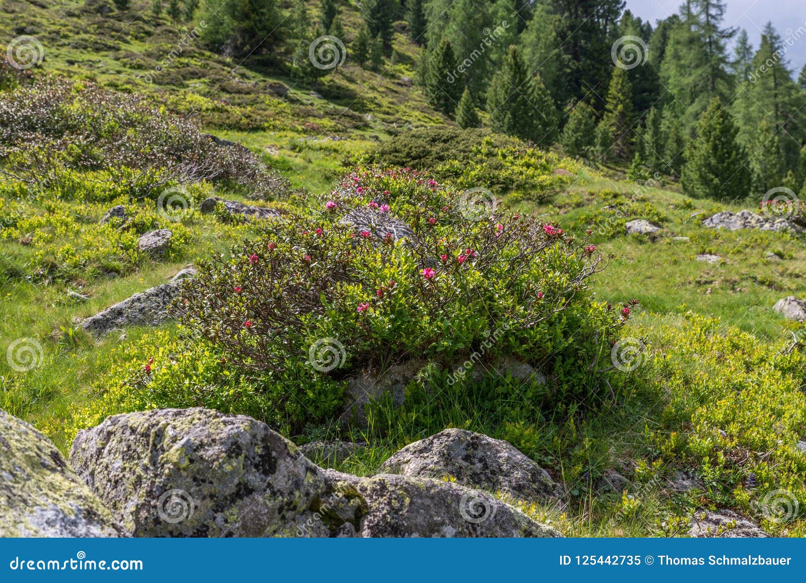 Alpine Rose Bush in the Alps, Austria Stock Image - Image of ericaceae ...