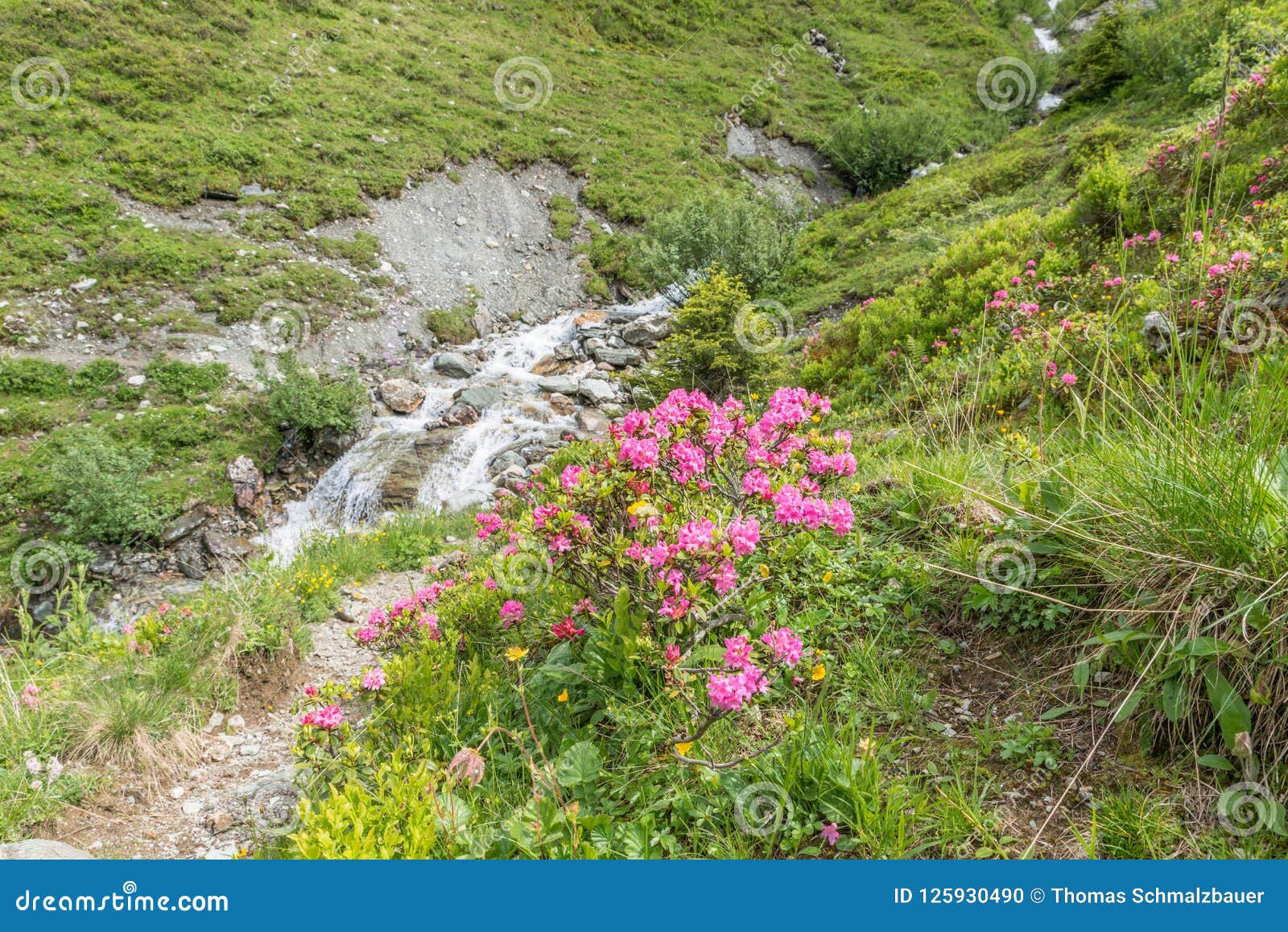 Alpine Rose Bush and Mist in a Valley in the Alps, Austria Stock Photo ...