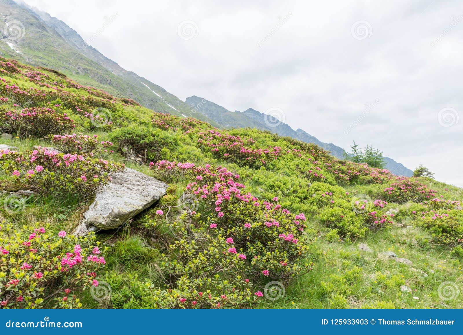 Alpine Rose Bush and Mist in a Valley in the Alps, Austria Stock Image ...