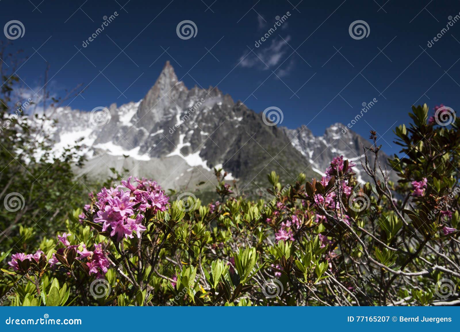 Alpine rose stock image. Image of nature, outside, flora - 77165207