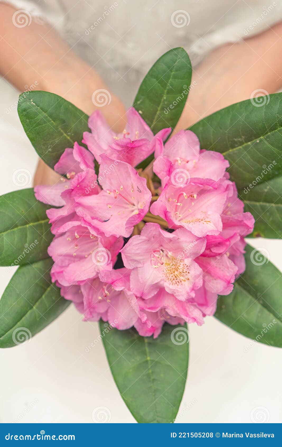 Alpine Rose Close-up. Rhododendron in the Hands of the Bride Stock ...