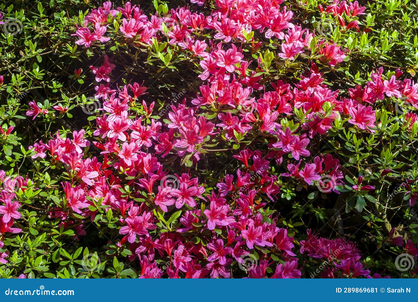 Alpine rose flowers at stock image. Image of columbia - 289869681