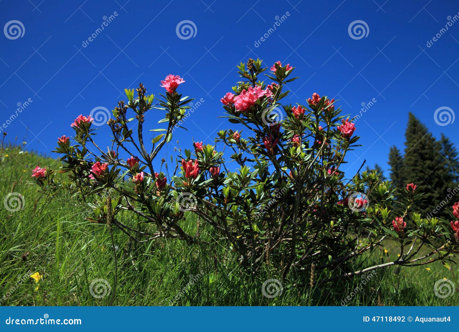 Alpine rose stock photo. Image of herbage, flower, biodiversity - 47118492