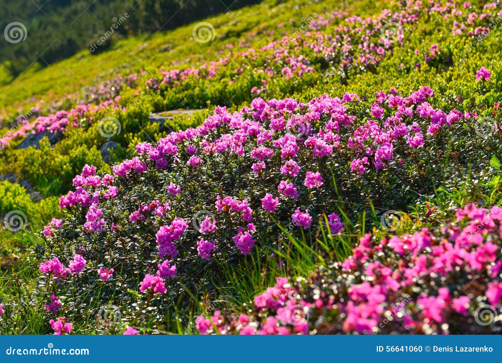 Alpine rose stock photo. Image of rhododendron, meadow - 56641060