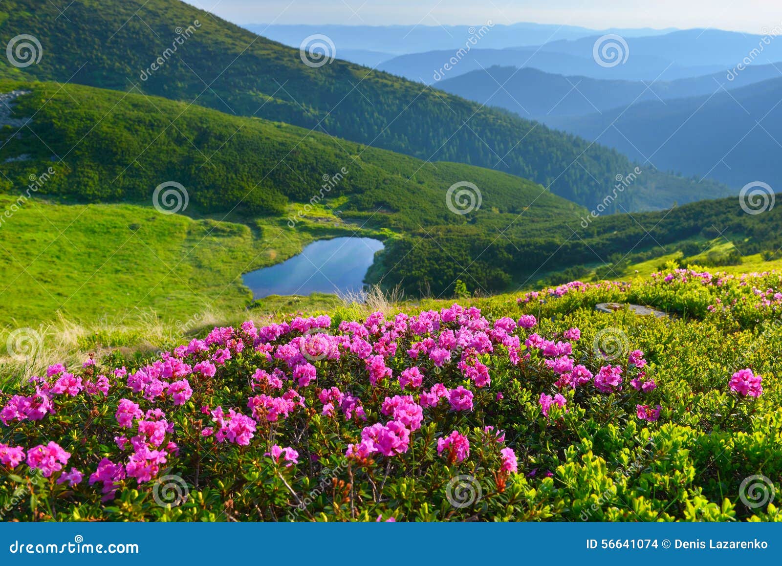 Alpine rose stock photo. Image of highland, rhododendron - 56641074