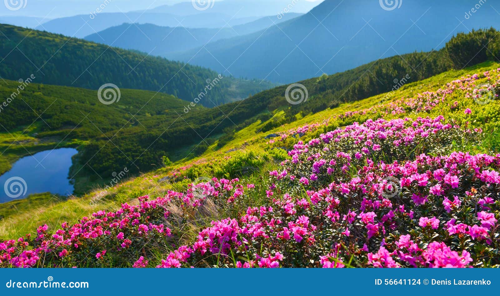 Alpine rose stock photo. Image of rosebay, alpine, water - 56641124