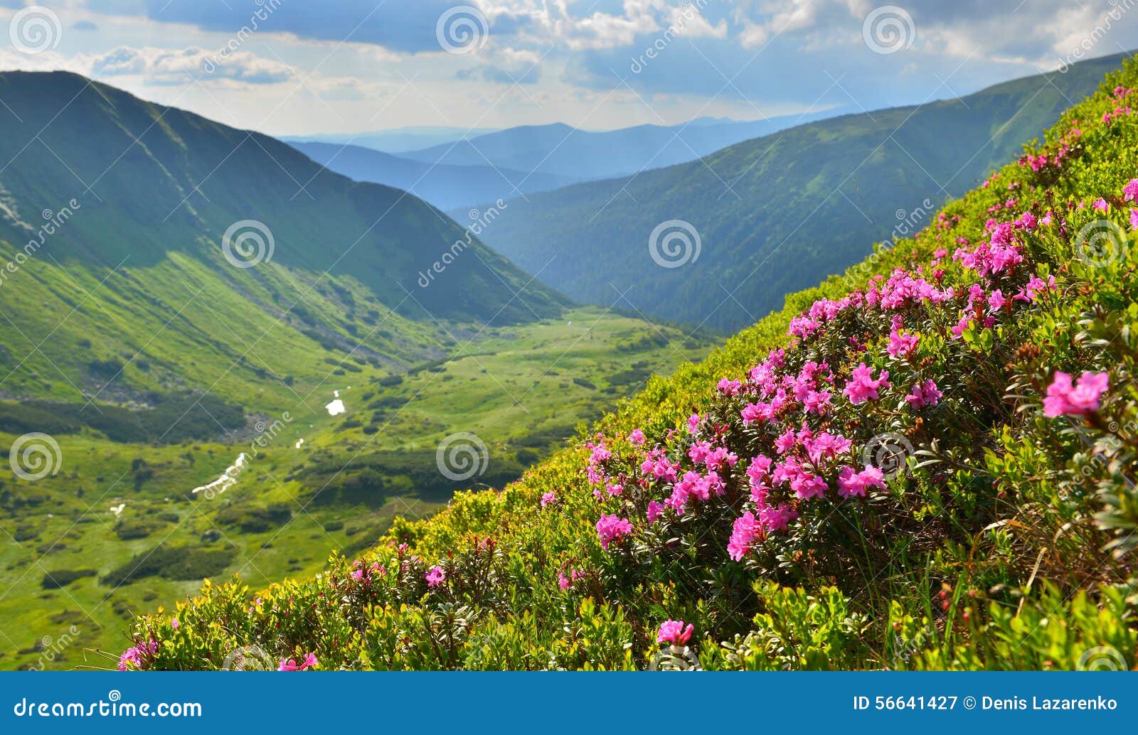 Alpine rose stock image. Image of mountains, rhododendron - 56641427
