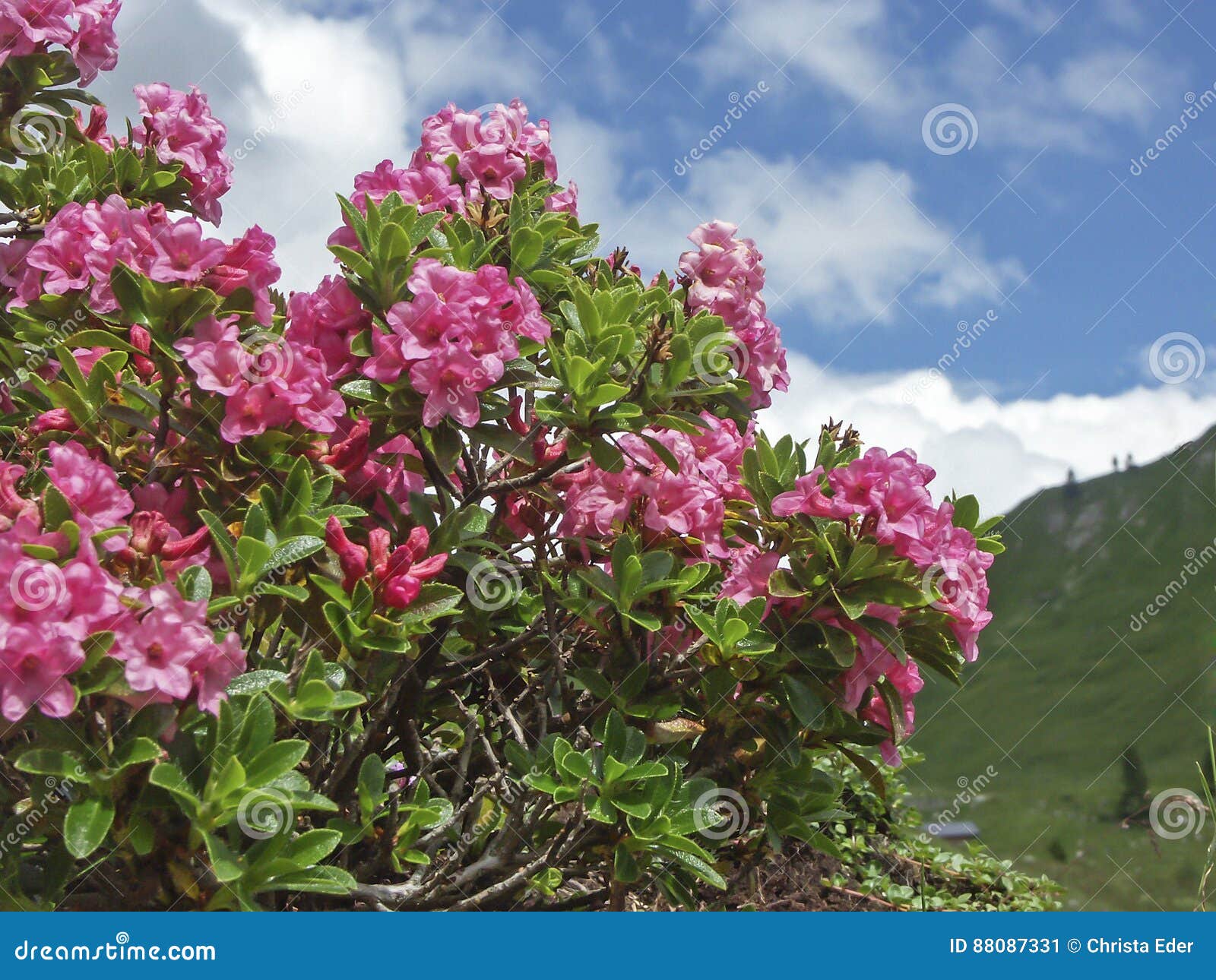 Alpine Rosen in den Bergen stockbild. Bild von kraut - 88087331