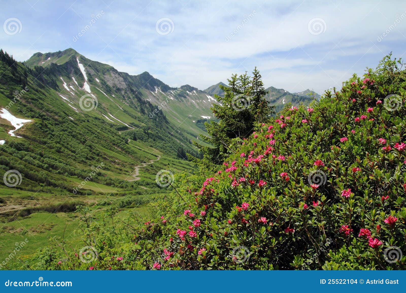 The alpine roses stock photo. Image of ferrugineum, drunkenness - 25522104