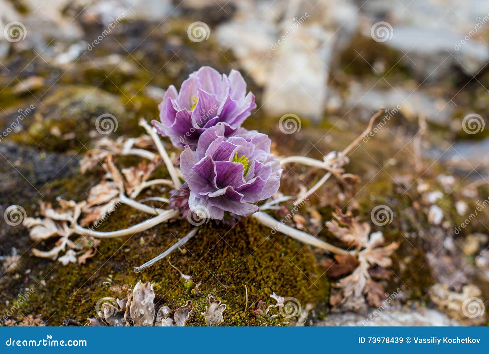 Alpine Roses Mountain Flowers of the Alps Stock Image - Image of ...