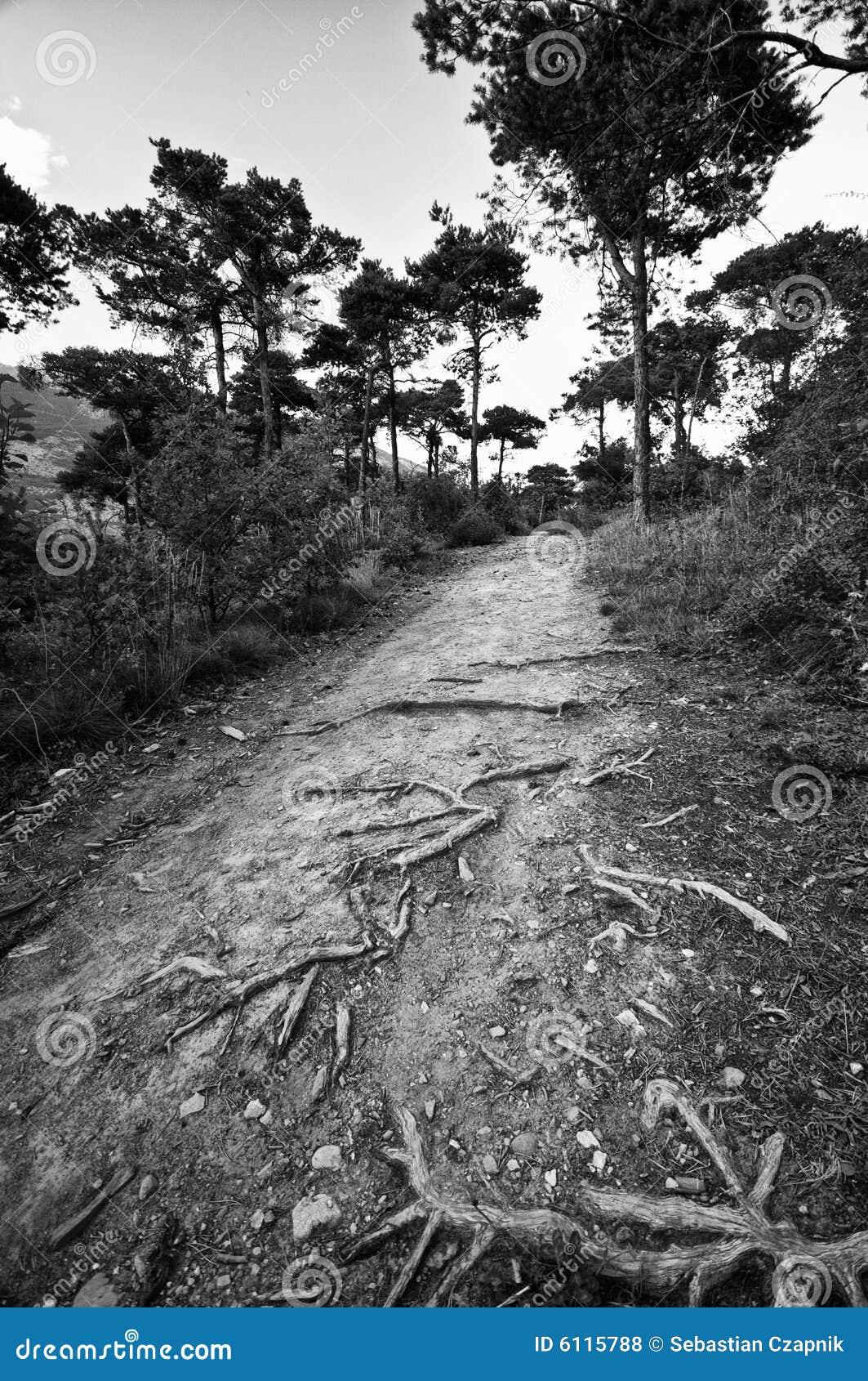 Alpine Running Track in Forest Stock Photo - Image of emerge, texture ...