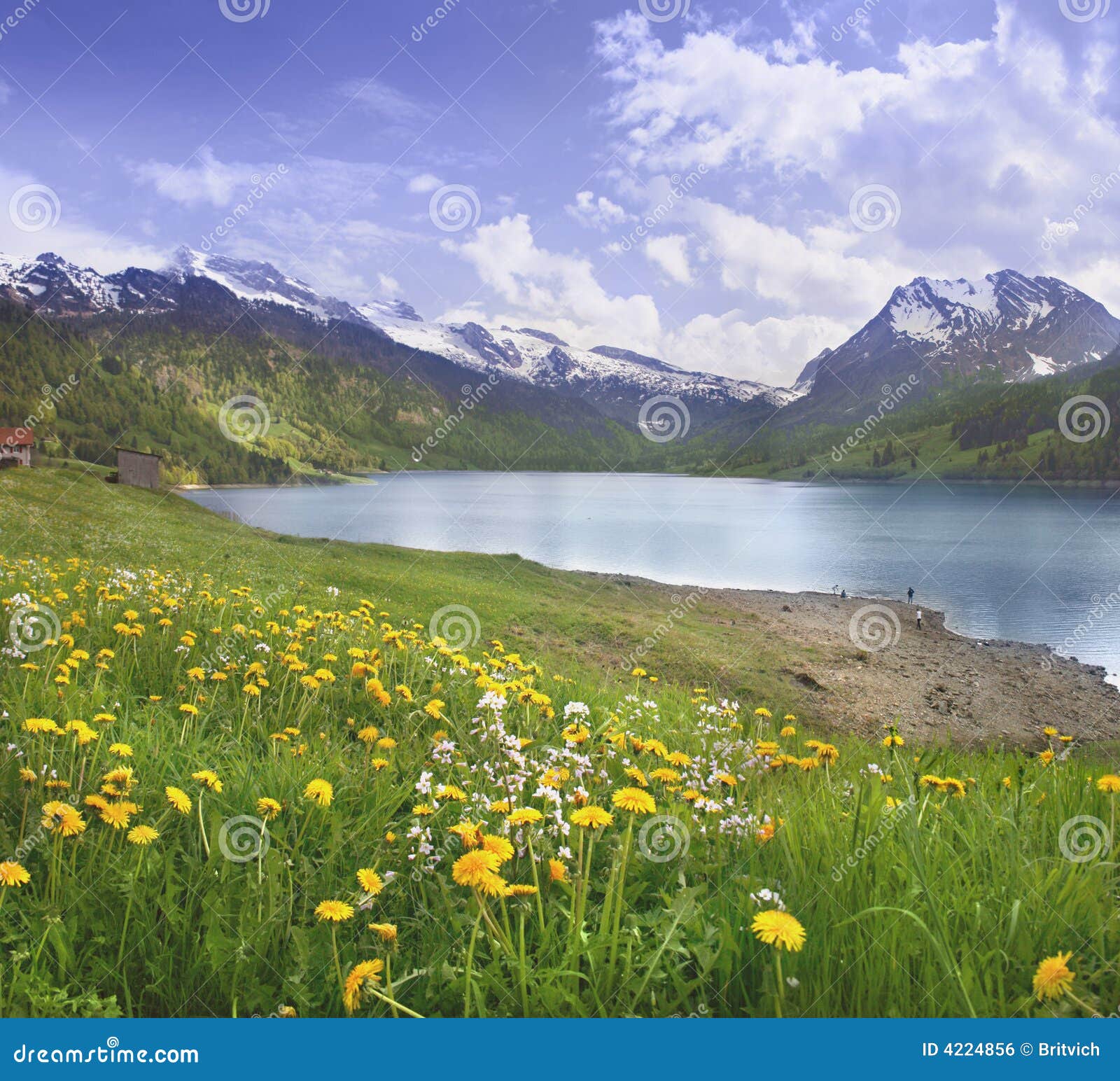 Alpine scene stock photo. Image of spring, hillside, dandelion - 4224856