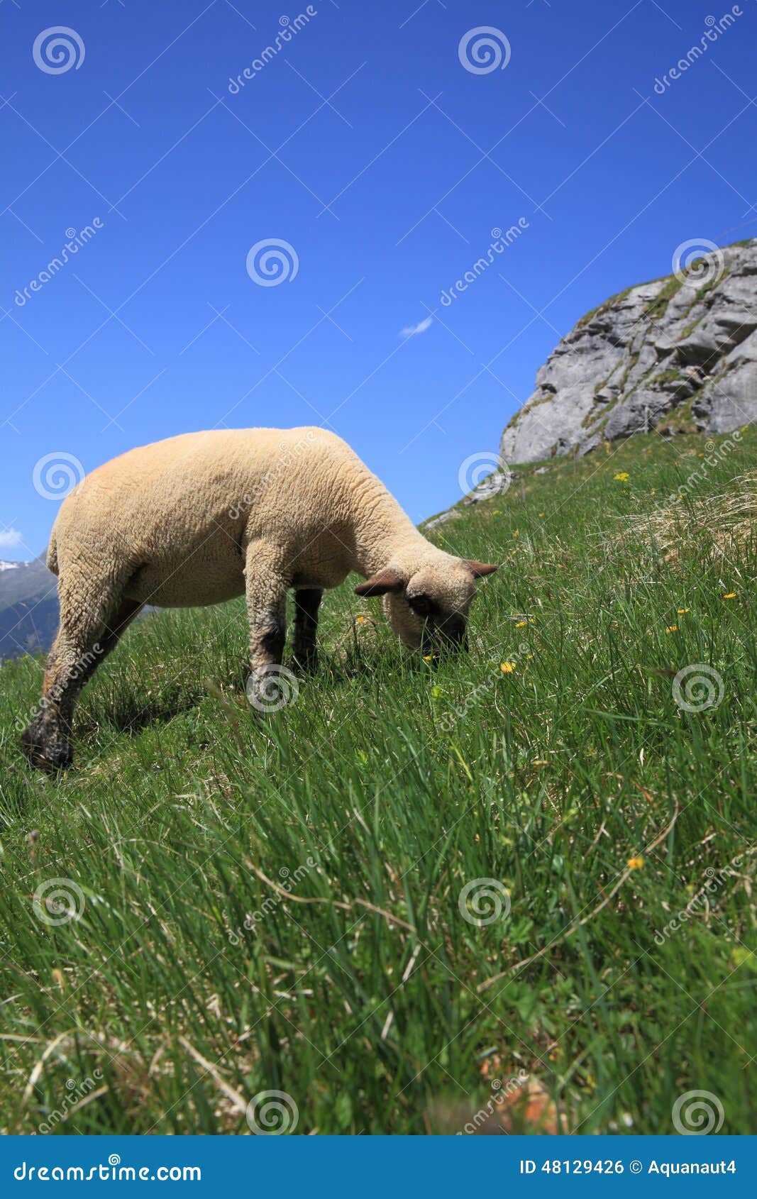 Alpine sheep stock photo. Image of grindelwald, flower - 48129426