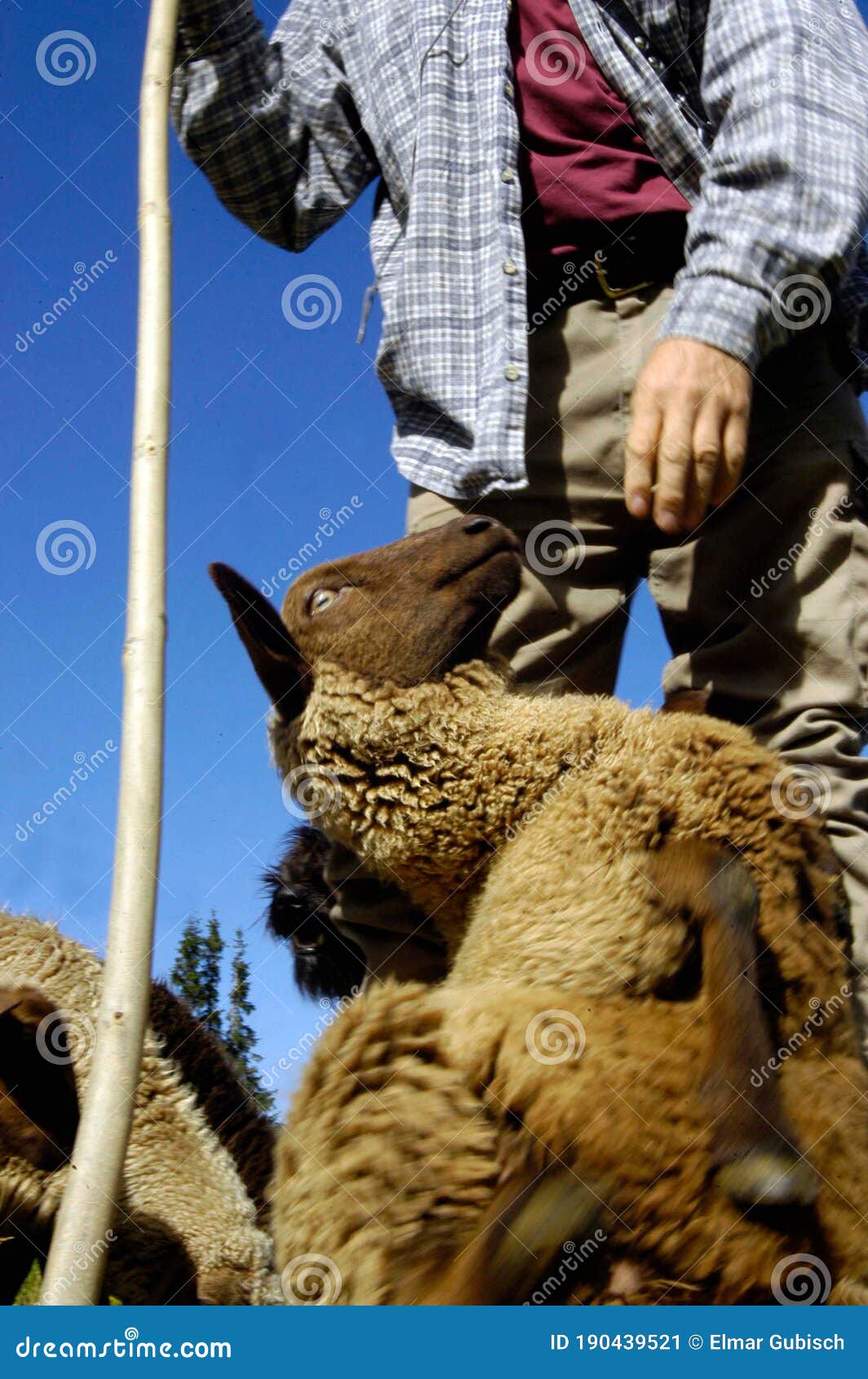 Alpine Shepherd Herding His Sheep Stock Image - Image of breeding ...