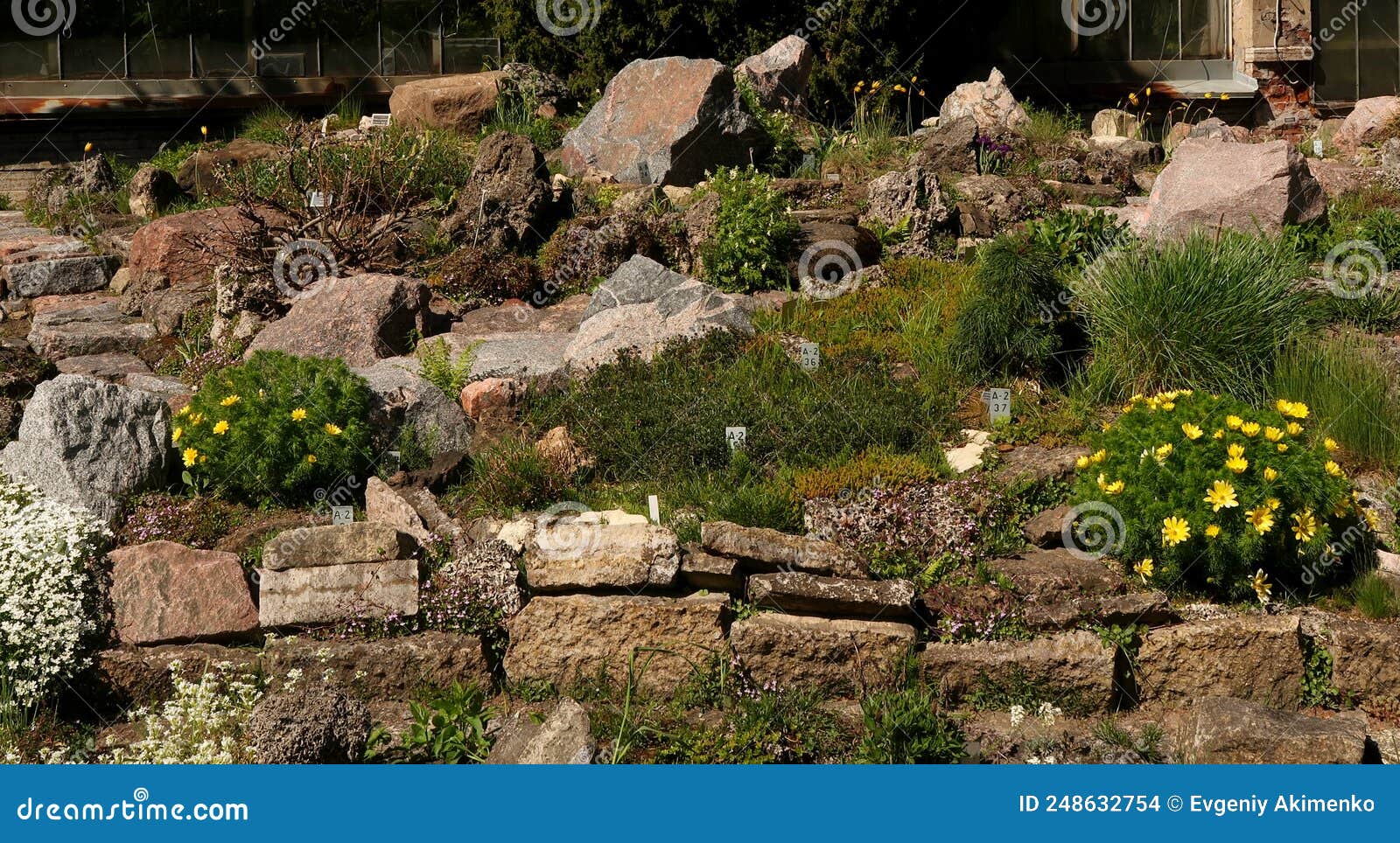 Alpine slide in the garden stock photo. Image of alpine - 248632754