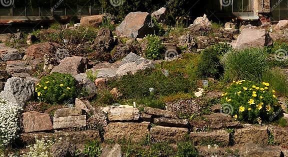 Alpine slide in the garden stock photo. Image of alpine - 248632754