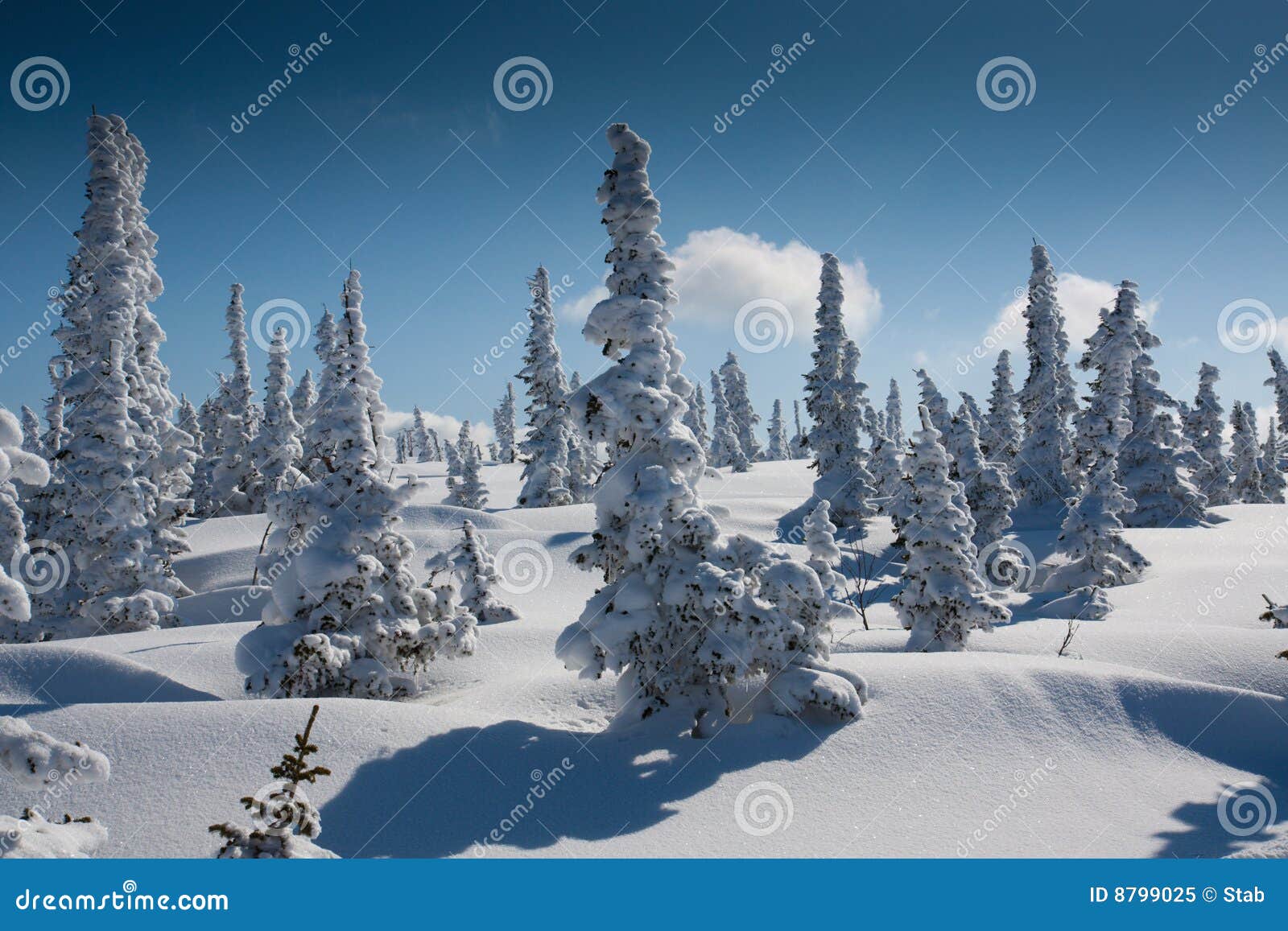 Alpine Slope with Pine Tree Stock Image - Image of destinations, pine ...