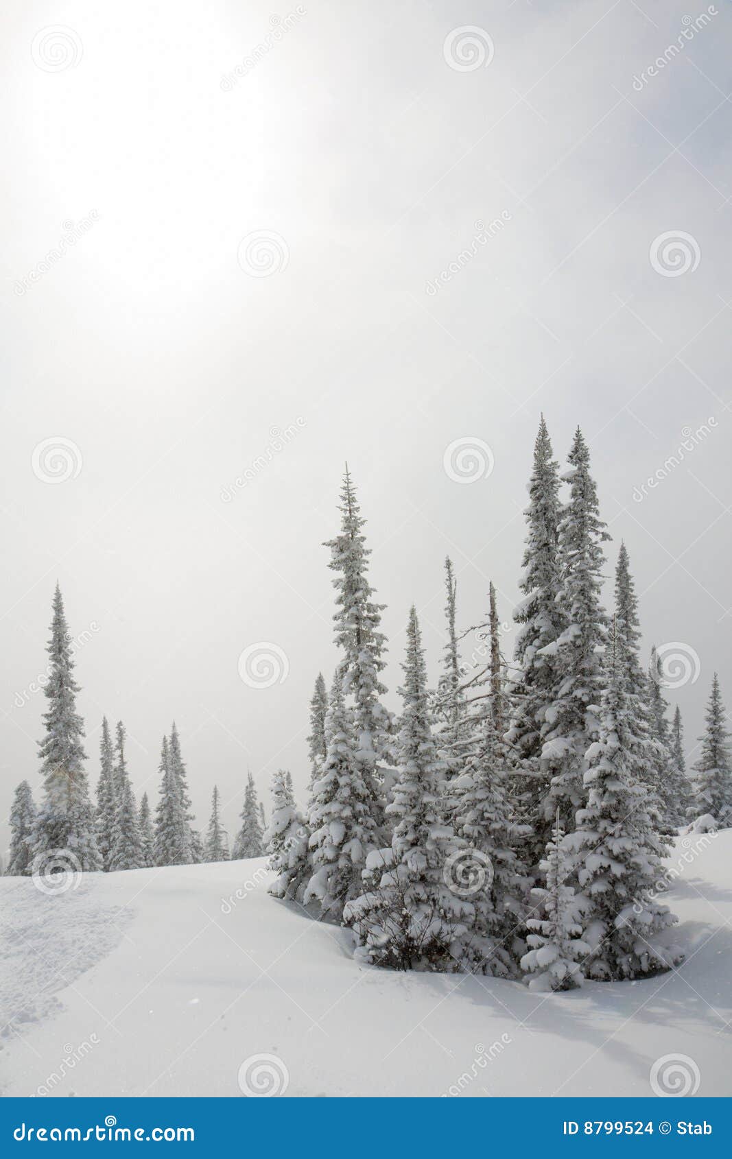 Alpine Slope with Pine Tree Stock Photo - Image of frozen, evergreen ...