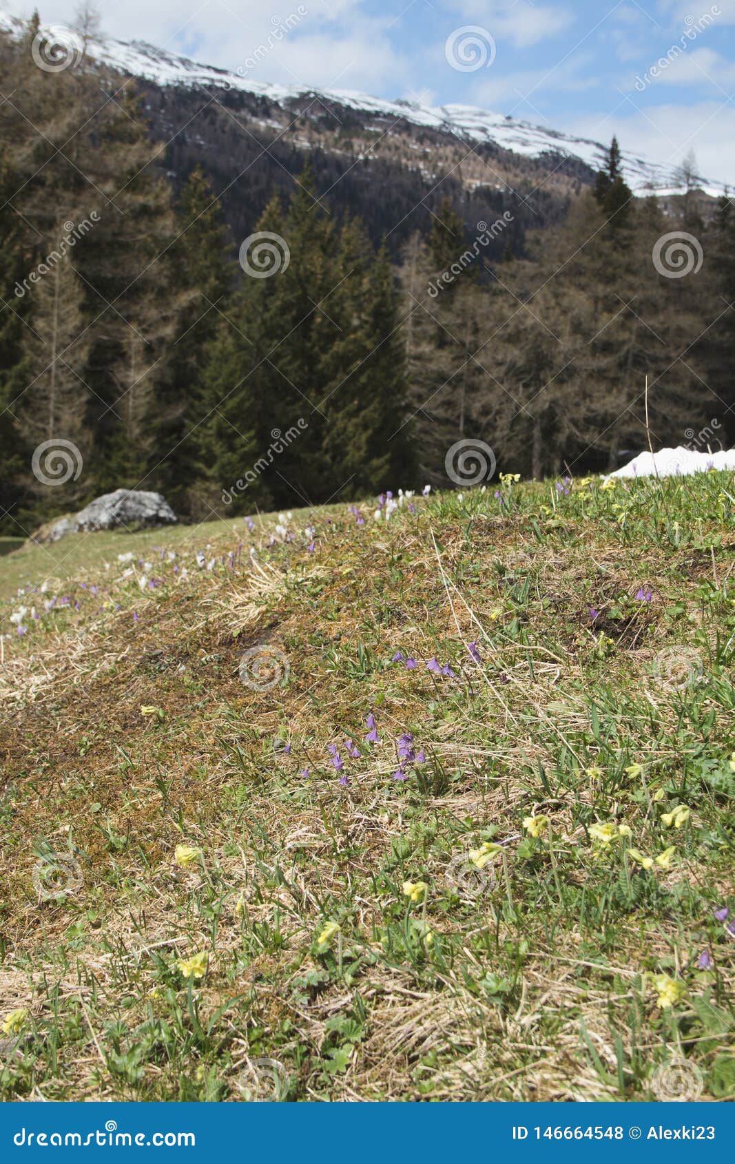 Alpine spring meadow stock photo. Image of croci, snowflake - 146664548