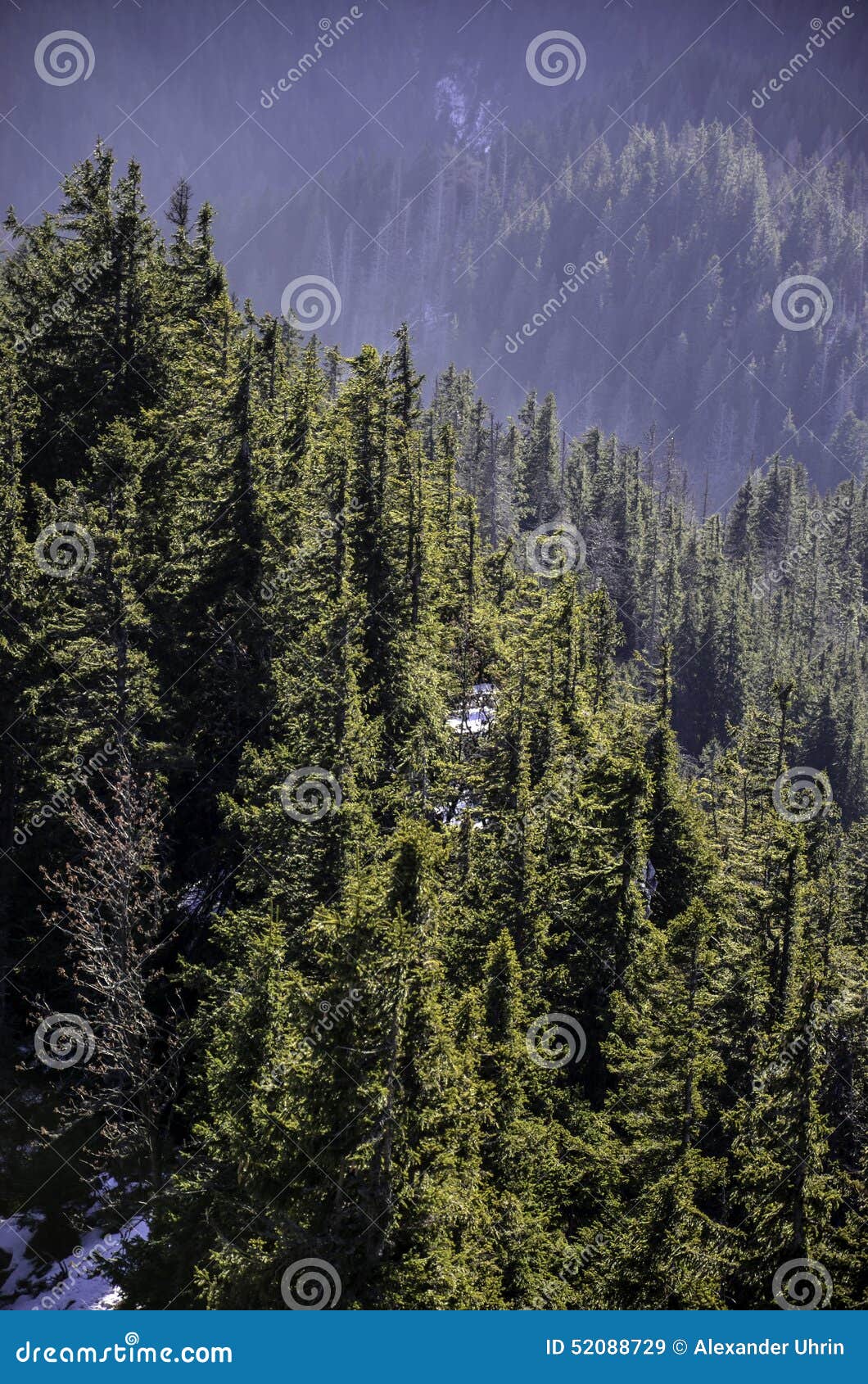 Alpine Spruce Forest Covered with Morning Rays of the Sun Stock Image ...