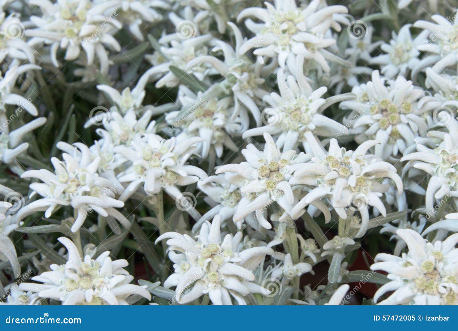 Alpine Star Flower Close Up Detail Stock Image - Image of alps ...