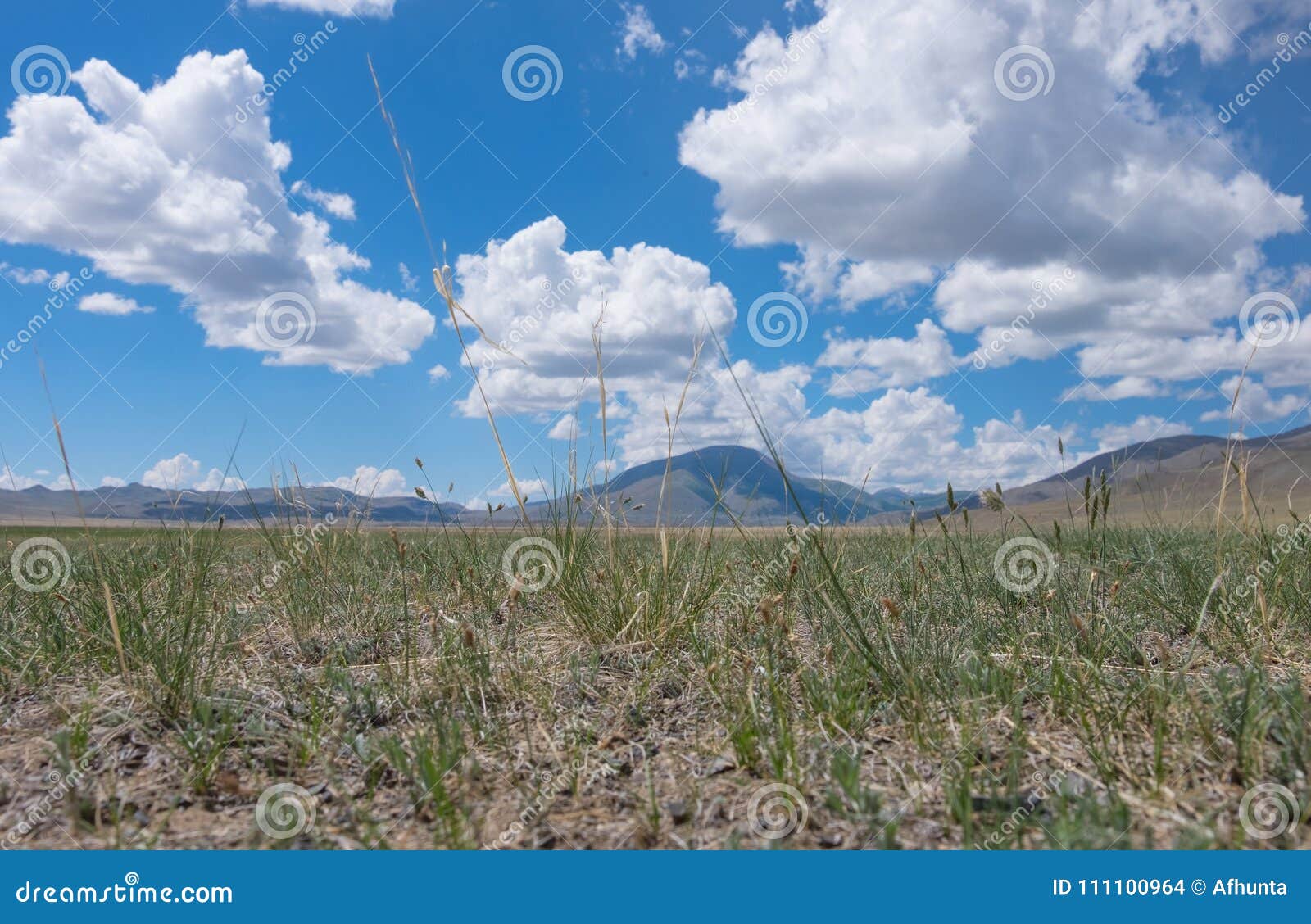Alpine steppe stock photo. Image of arid, valley, outdoors - 111100964