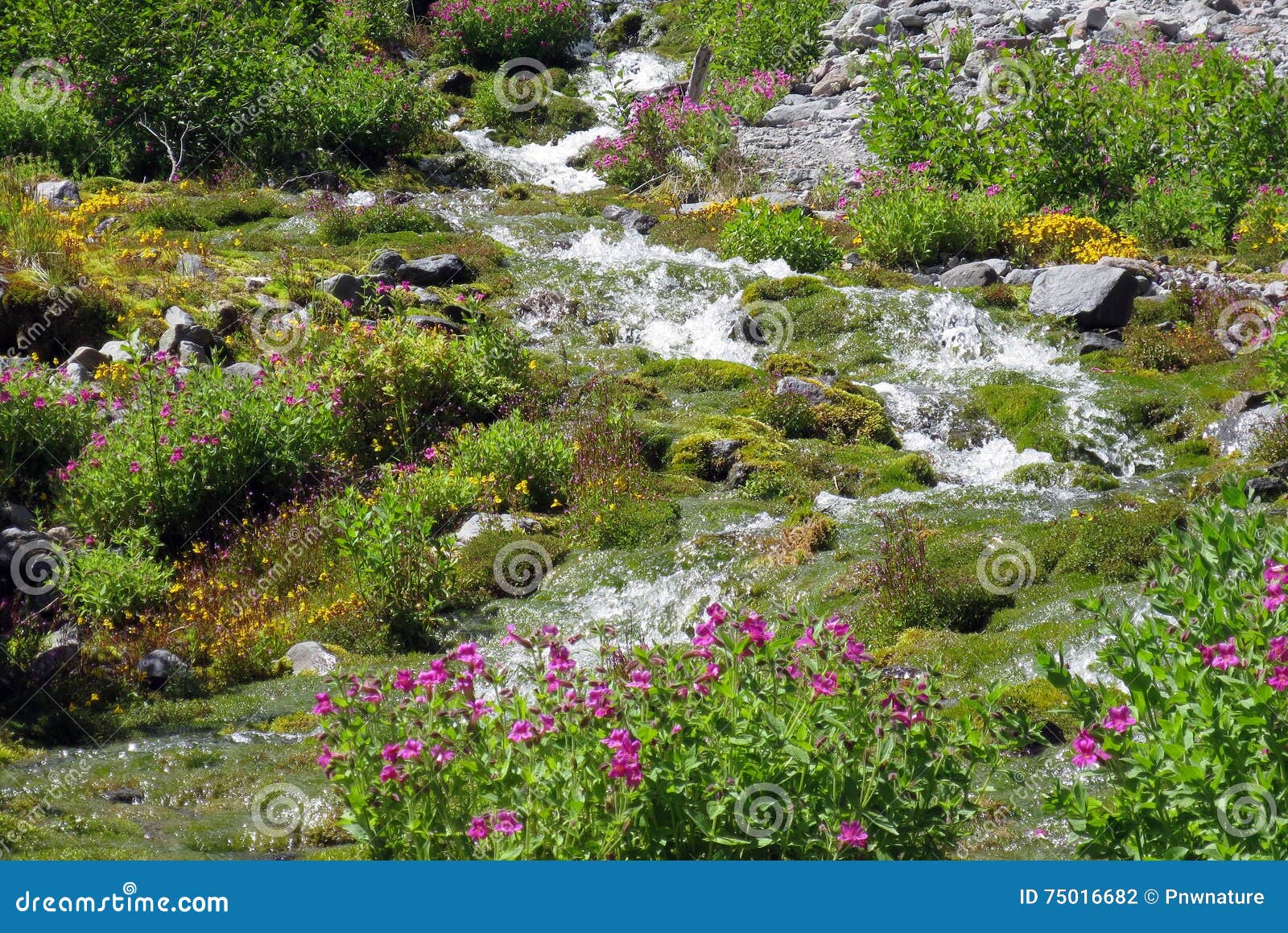 Alpine Stream at Mount Rainier National Park Stock Photo - Image of ...