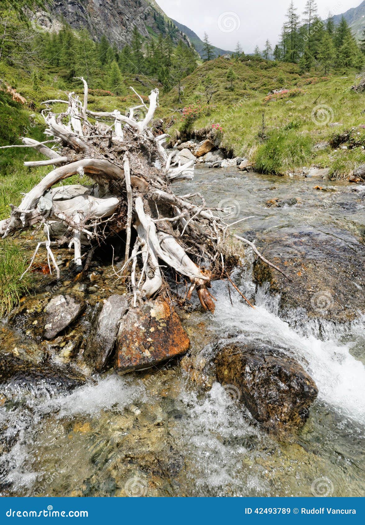 Alpine Stream stock image. Image of clean, water, stream - 42493789