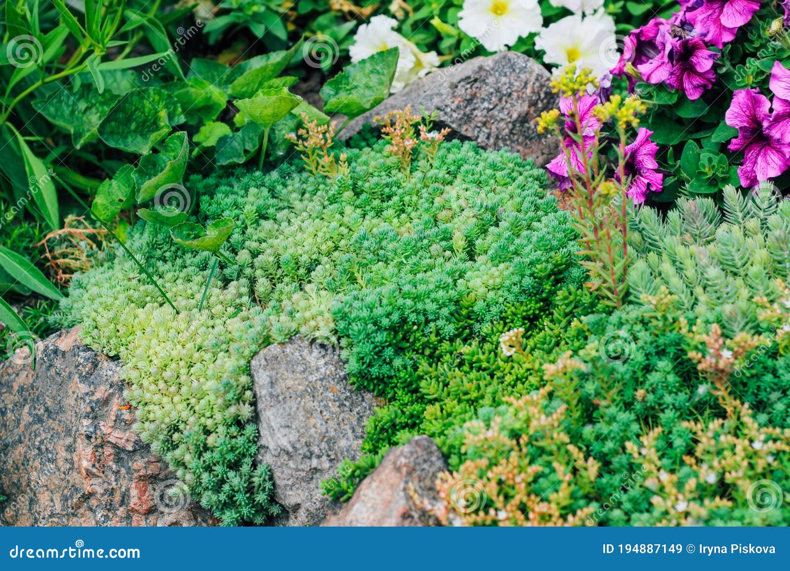 Alpine Style Flower Bed with Stones and Succulents. Stock Image - Image ...