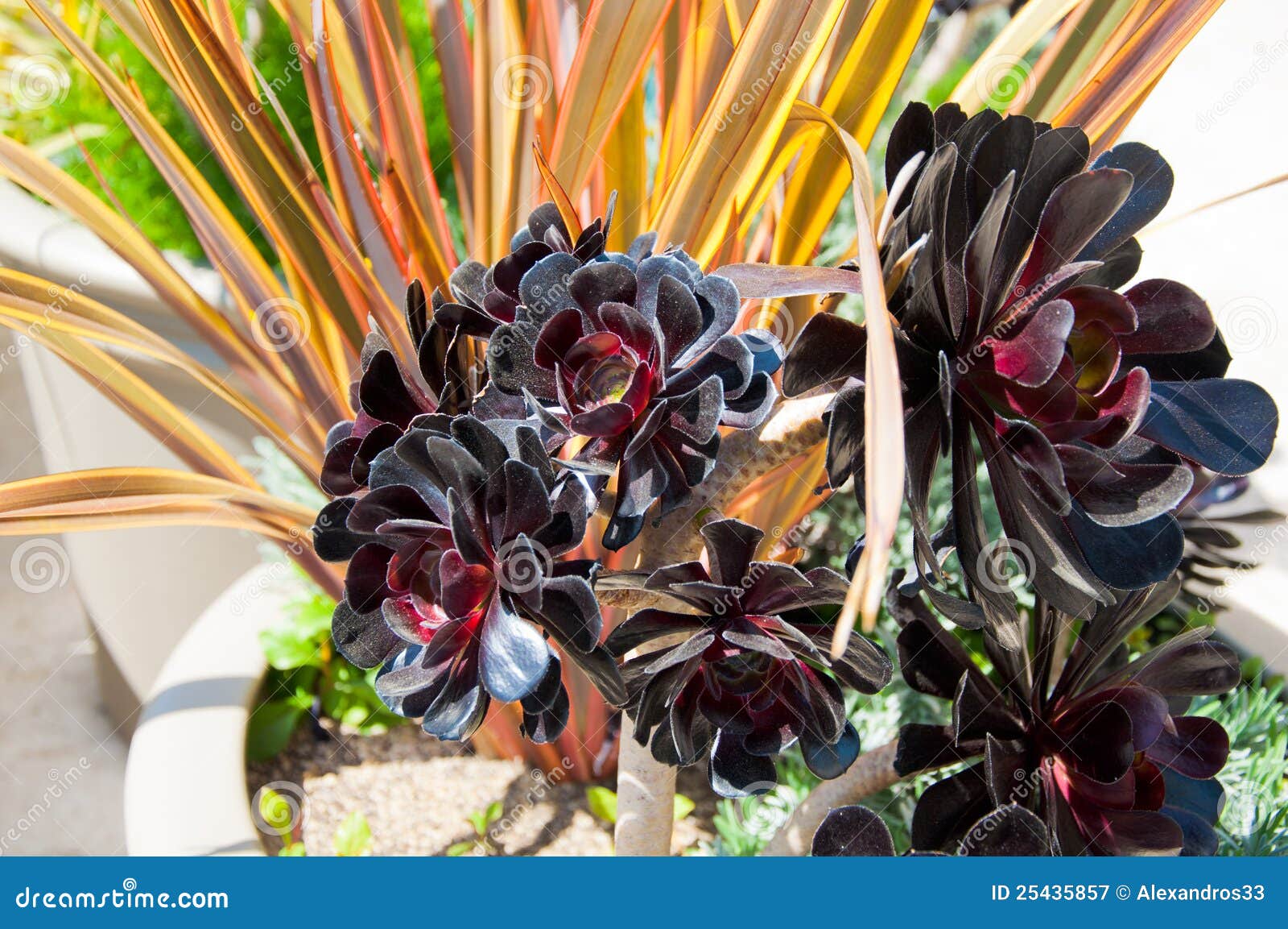 Alpine succulent stock image. Image of cacti, macro, beauty - 25435857