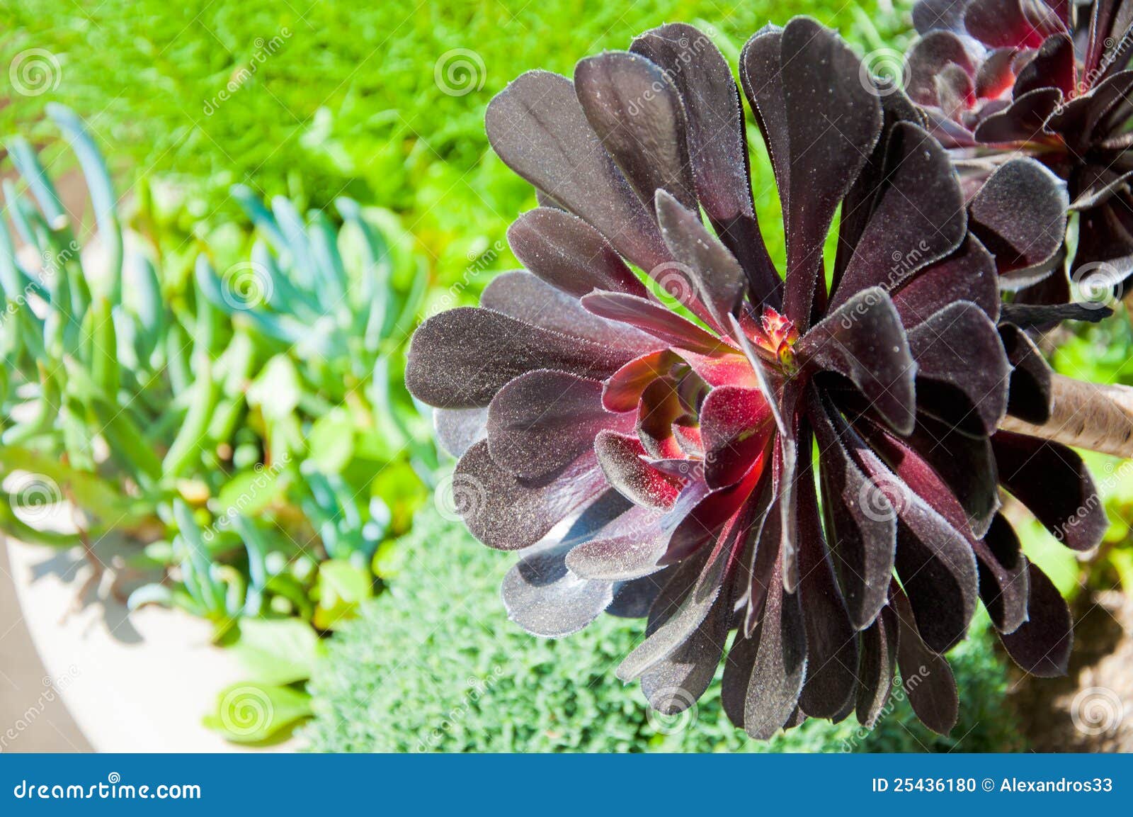 Alpine succulent stock photo. Image of aloe, flower, arizona - 25436180