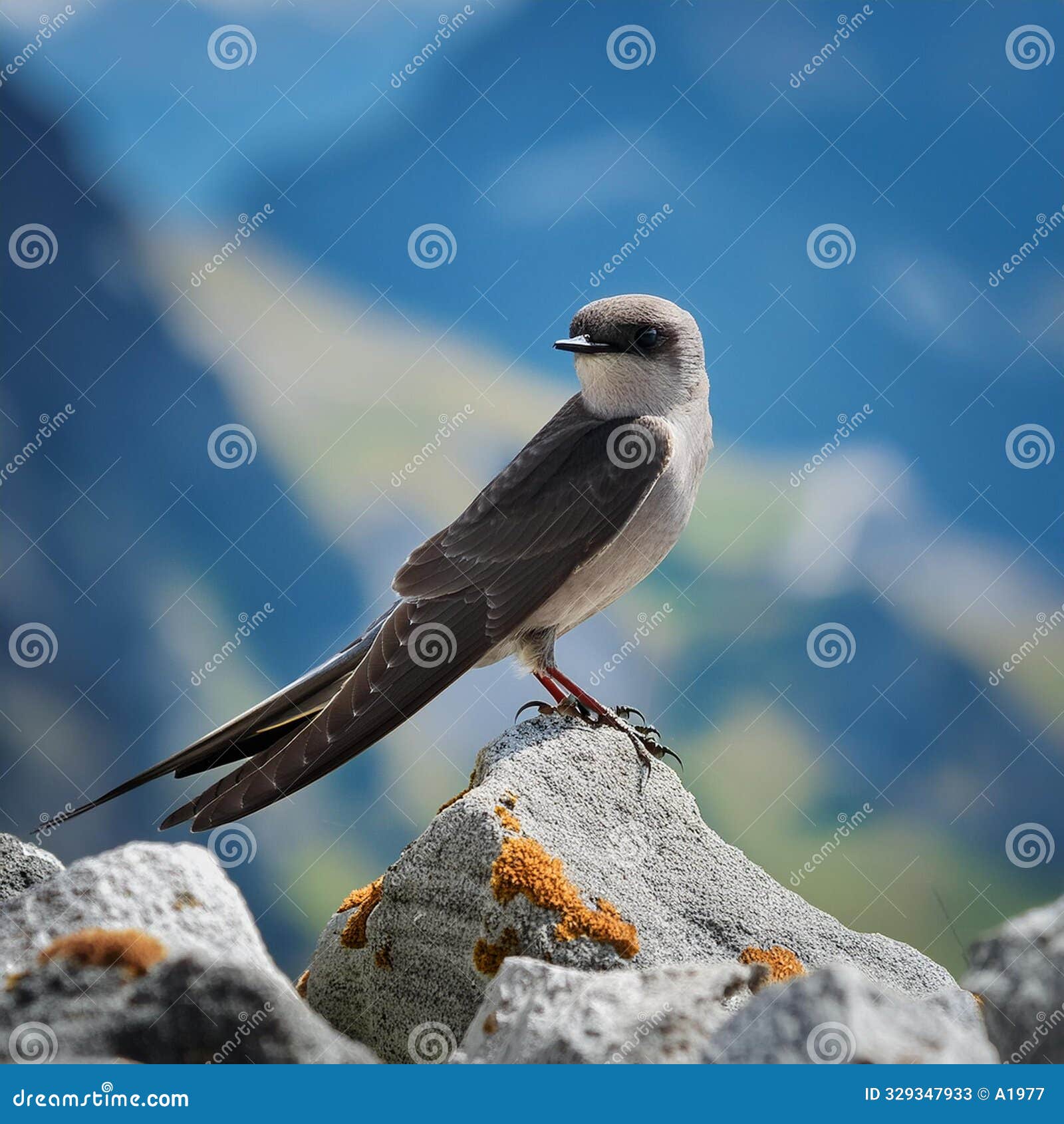 Alpine Swift Bird, AI Generated Stock Illustration - Illustration of ...