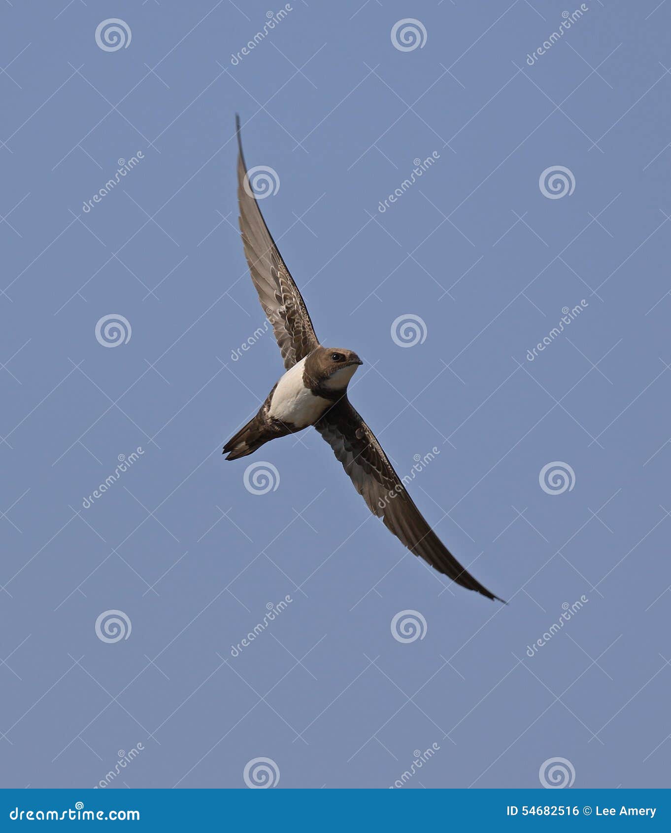 Alpine Swift stock photo. Image of bird, common, lesvos - 54682516