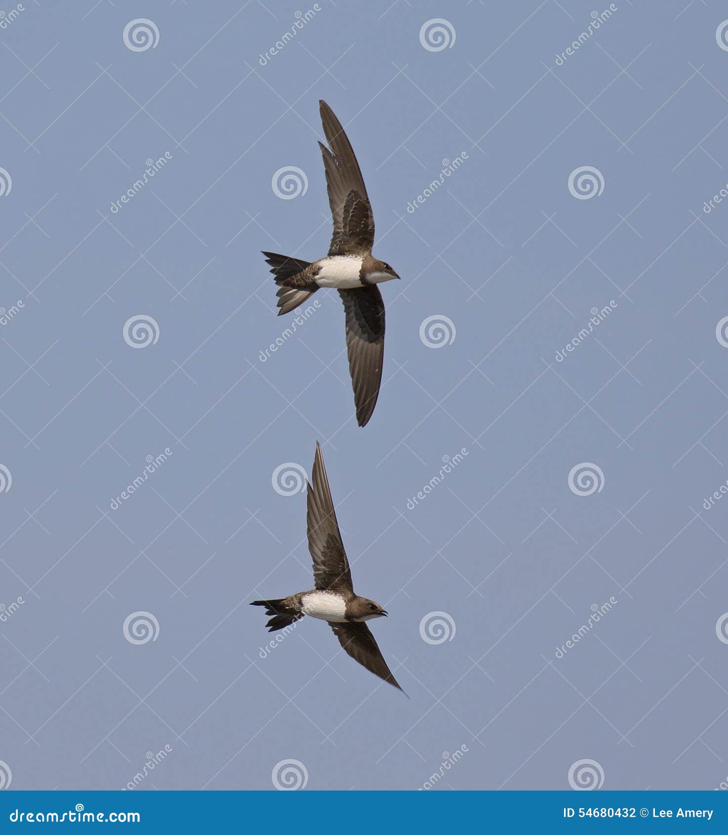 Alpine Swift stock photo. Image of alpine, feather, birds - 54680432