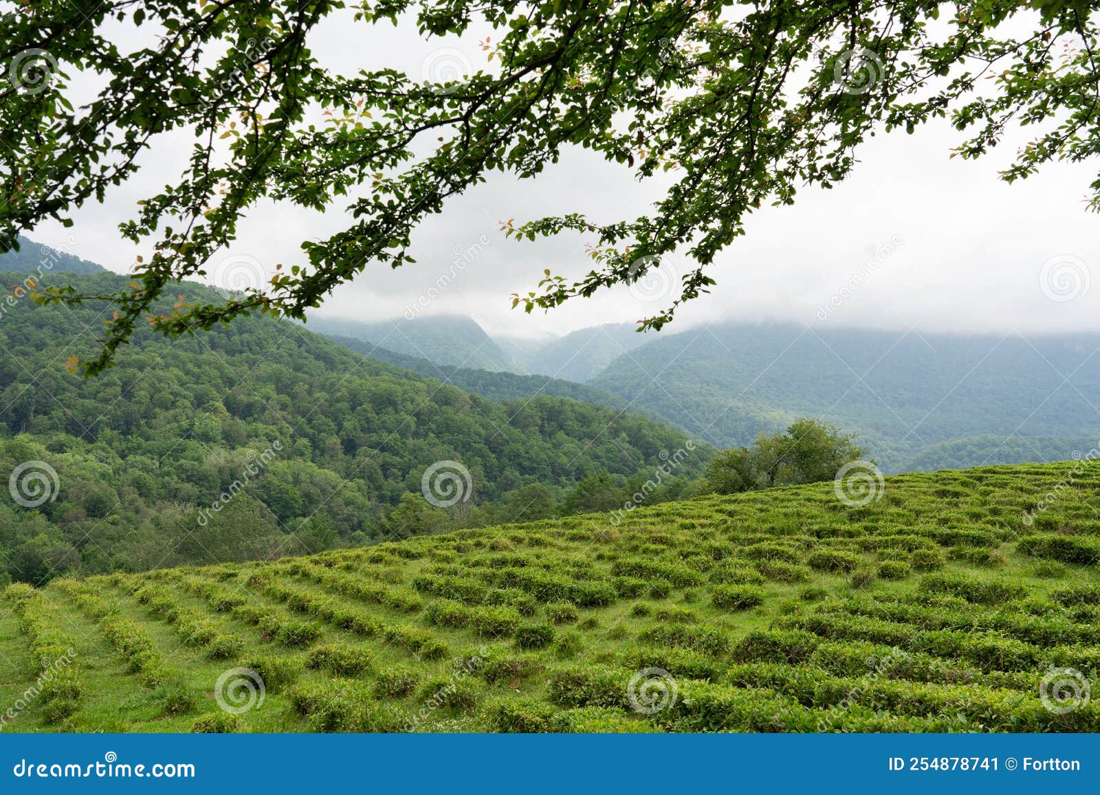 Alpine Tea Harvest. View of the Tea Plantation Stock Image - Image of ...