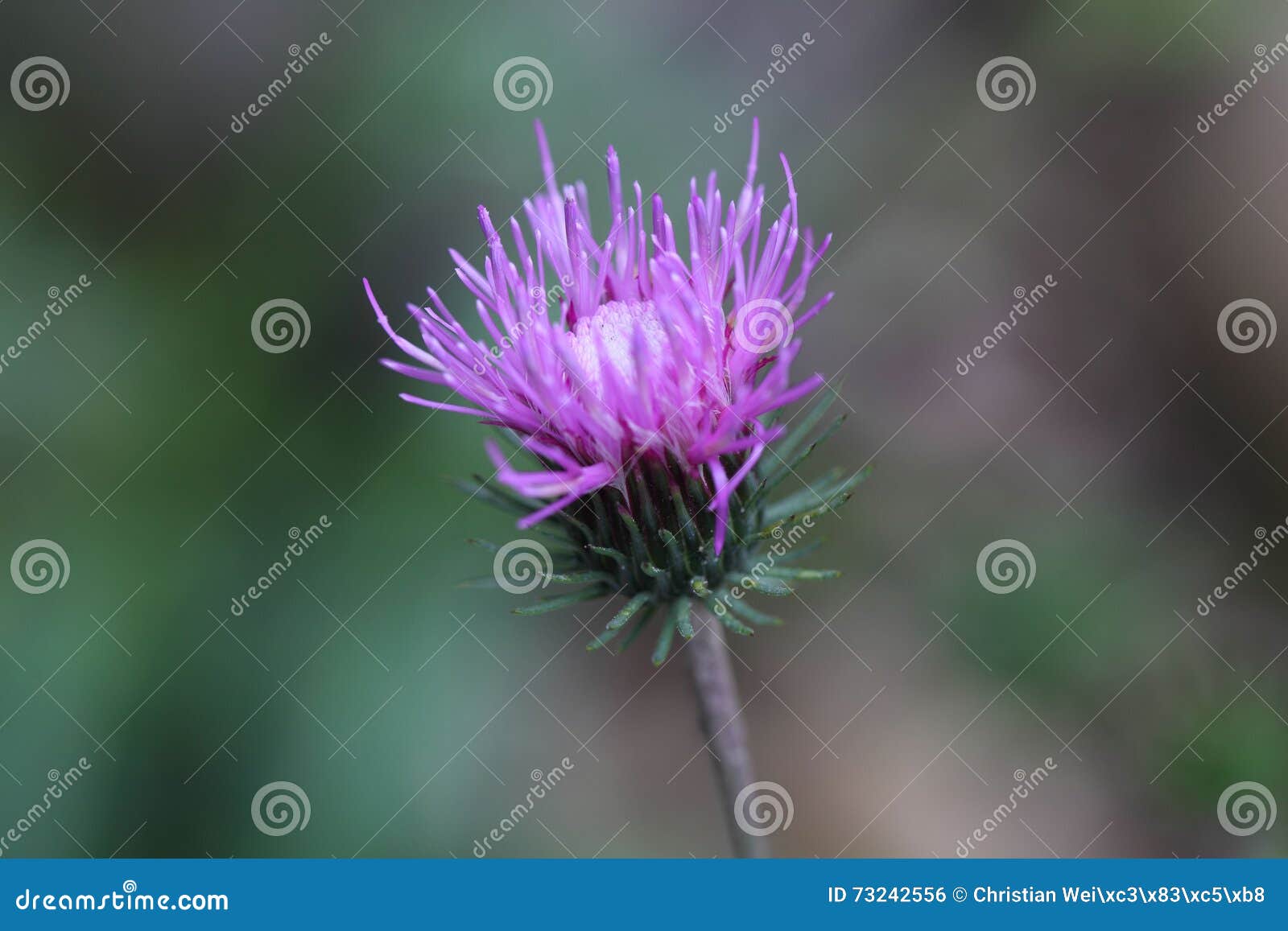 Alpine Thistle (Carduus Defloratus) Stock Photo - Image of cynareae ...