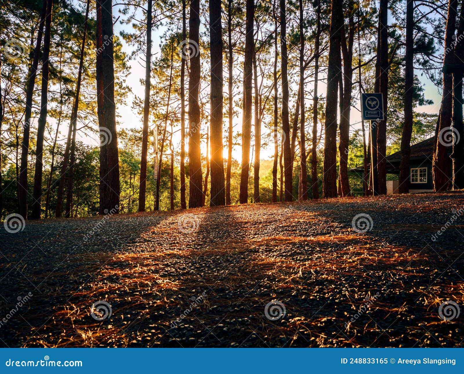 Alpine Tree in the Camping Site, Outdoor Expedition Activity Stock ...