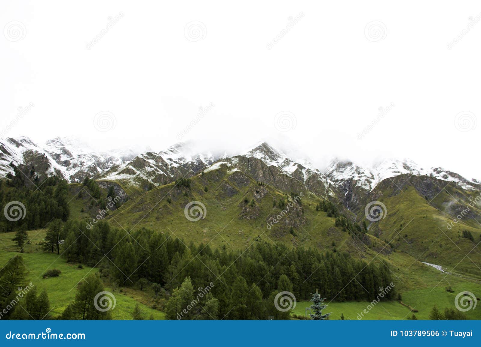 Alpine Tree Forest on the Mountain with Alps Highest and Most Extensive ...