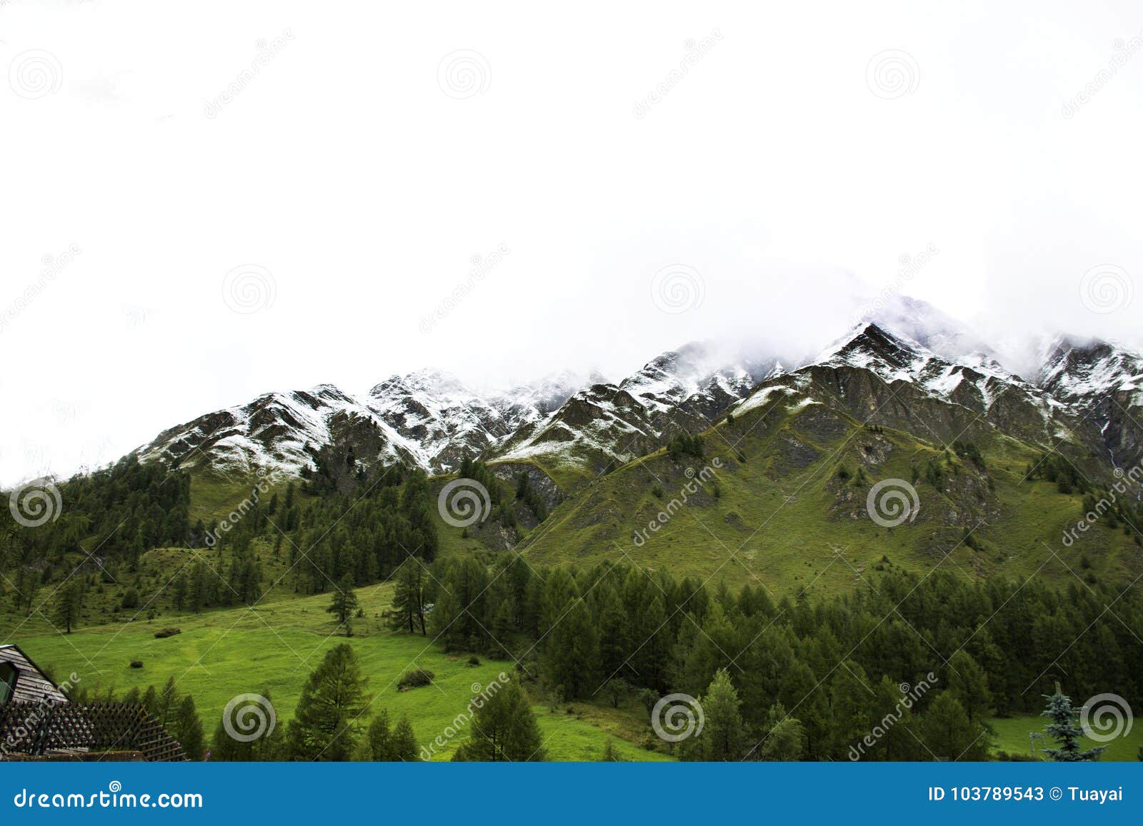 Alpine Tree Forest on the Mountain with Alps Highest and Most Extensive ...