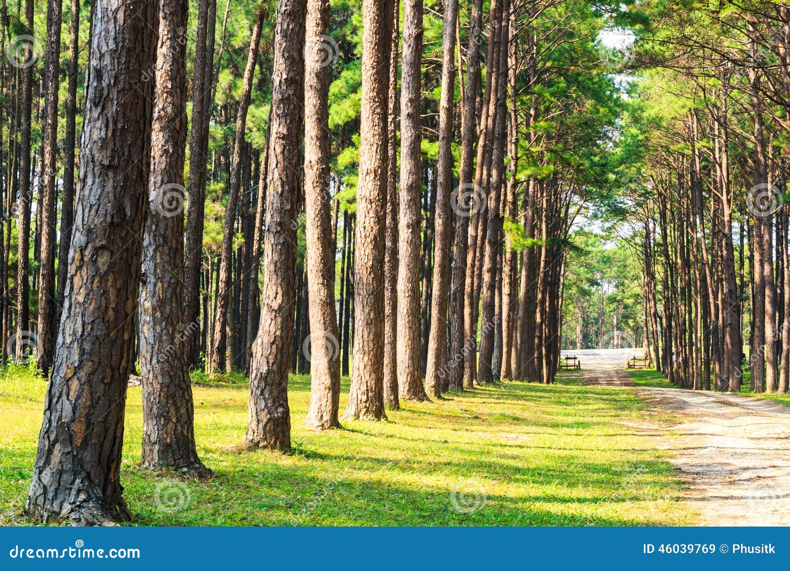 Alpine tree line stock image. Image of california, mountain - 46039769