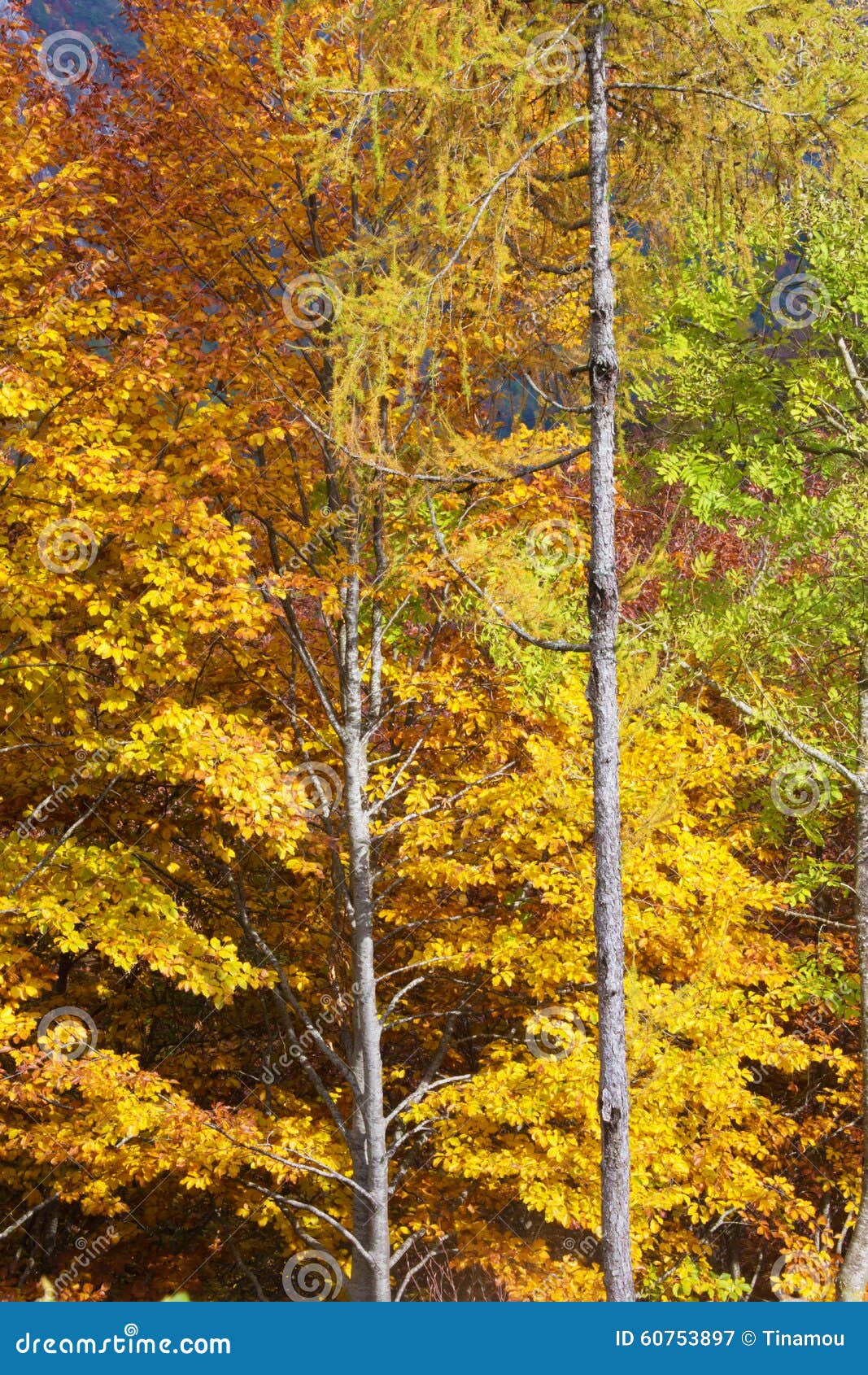 Alpine Trees in Fall, Vertical Stock Image - Image of colors, yellow ...