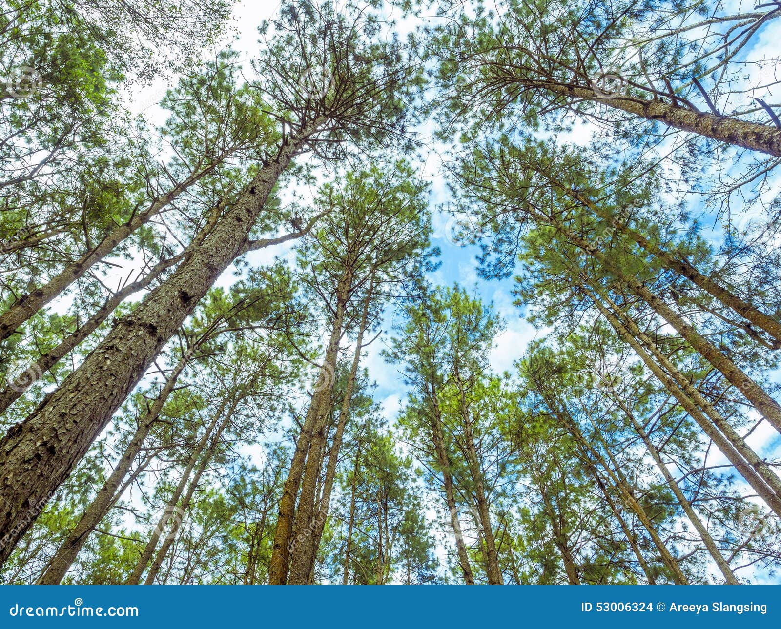 Alpine Trees in the Forrest Stock Photo - Image of backpacking, silence ...