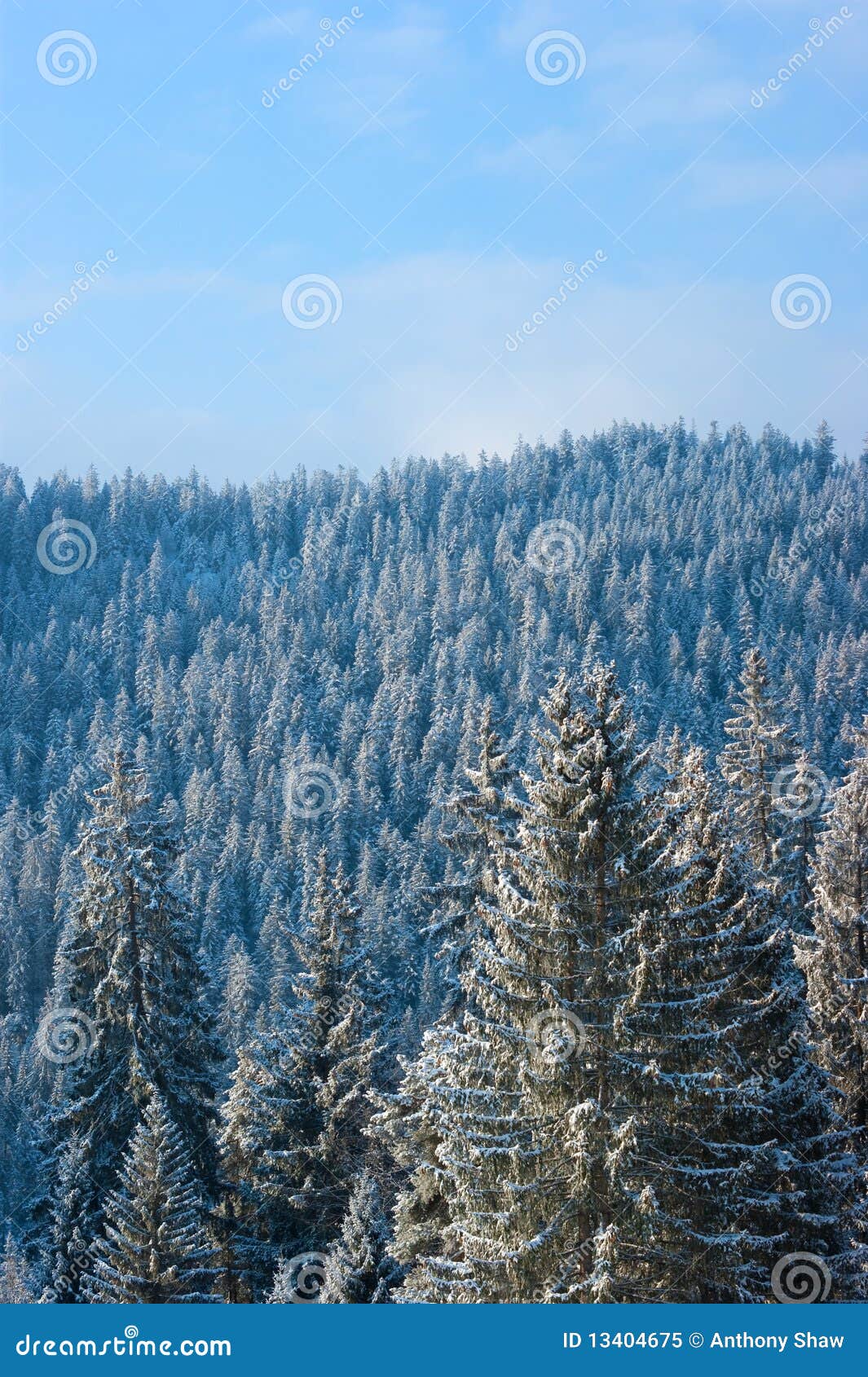 Alpine trees with snow stock image. Image of snow, winter - 13404675