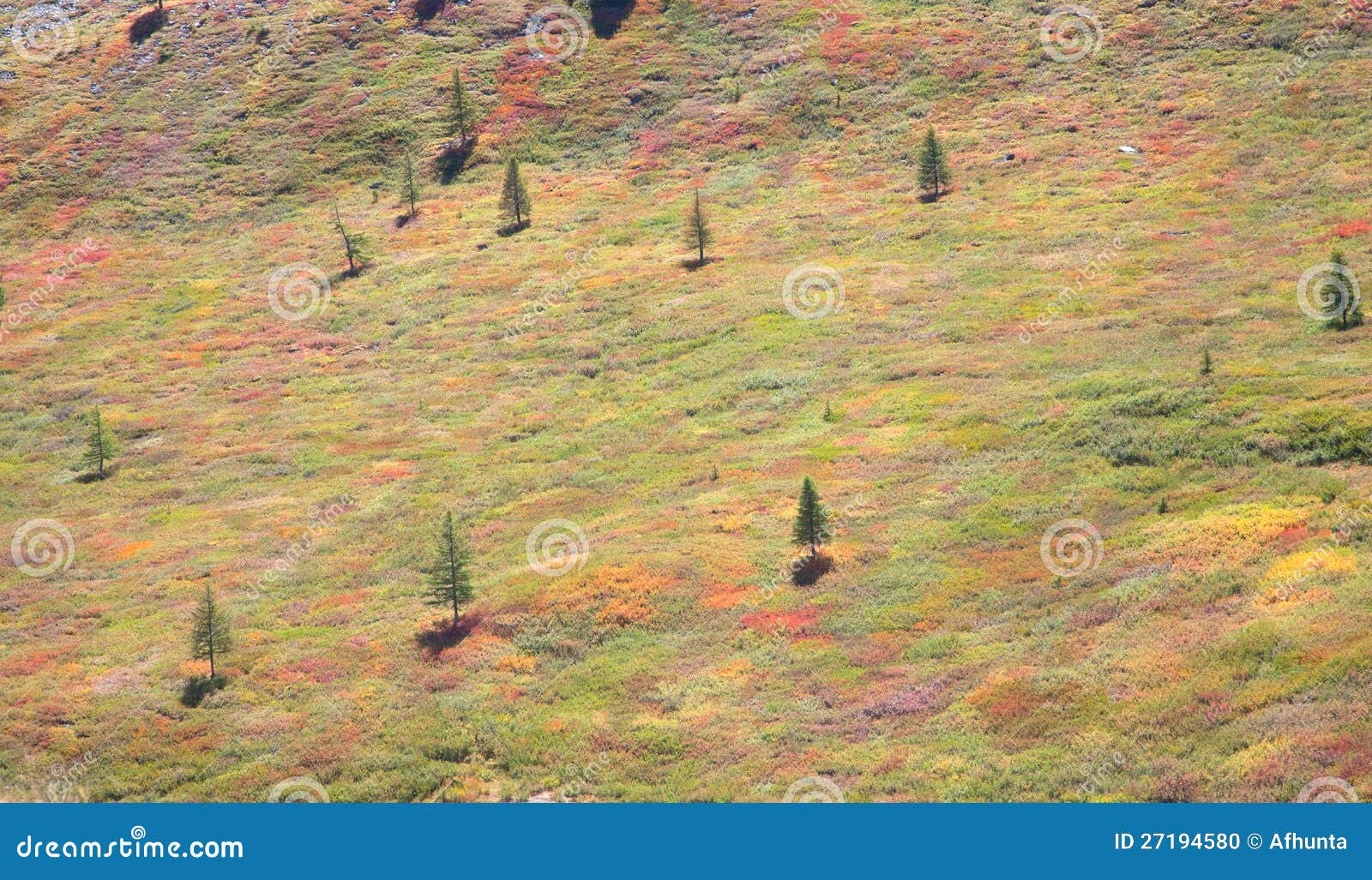 Alpine Tundra Above Tree Line On High Lonesome Trail In Indian Peaks ...